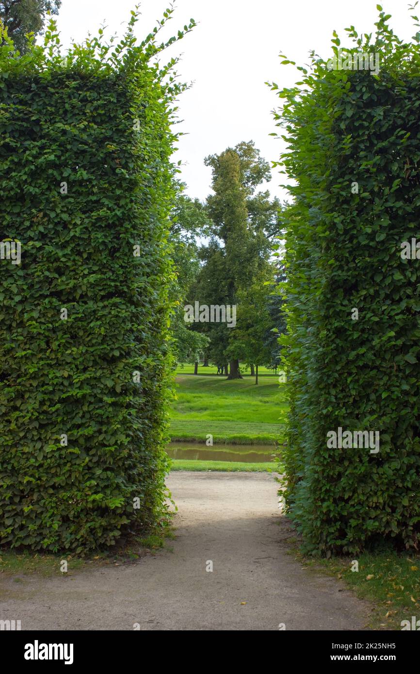 Walkway in the park between the hedge Stock Photo - Alamy