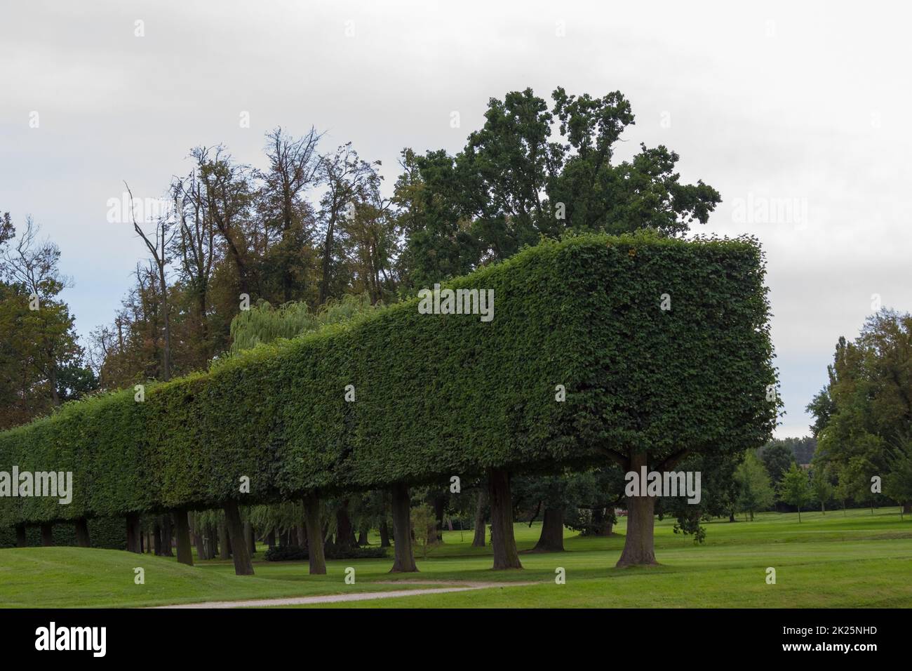 Trees cut into a cube Stock Photo - Alamy