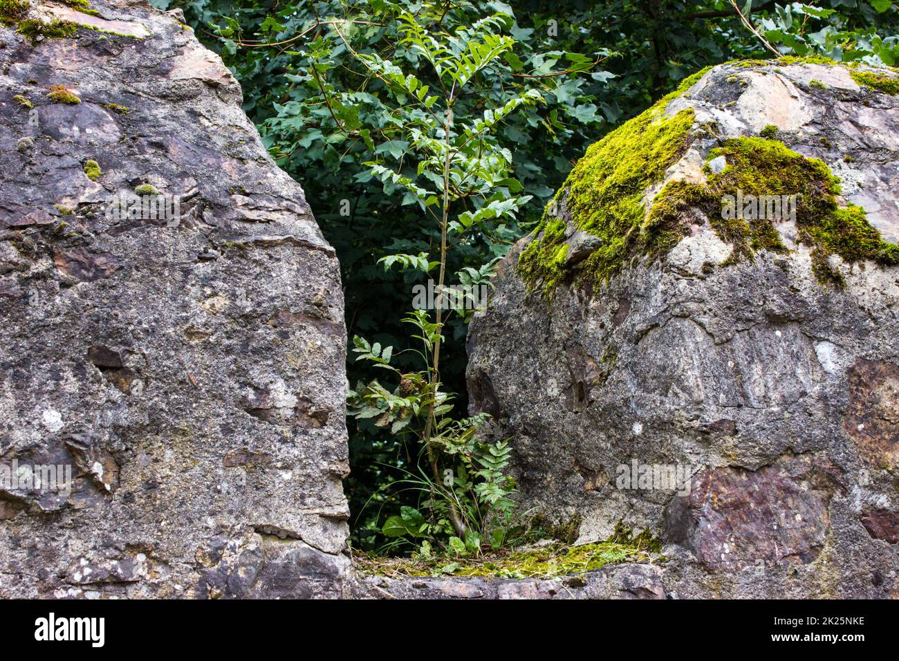 The walls of the ruins overgrown with moss Stock Photo - Alamy