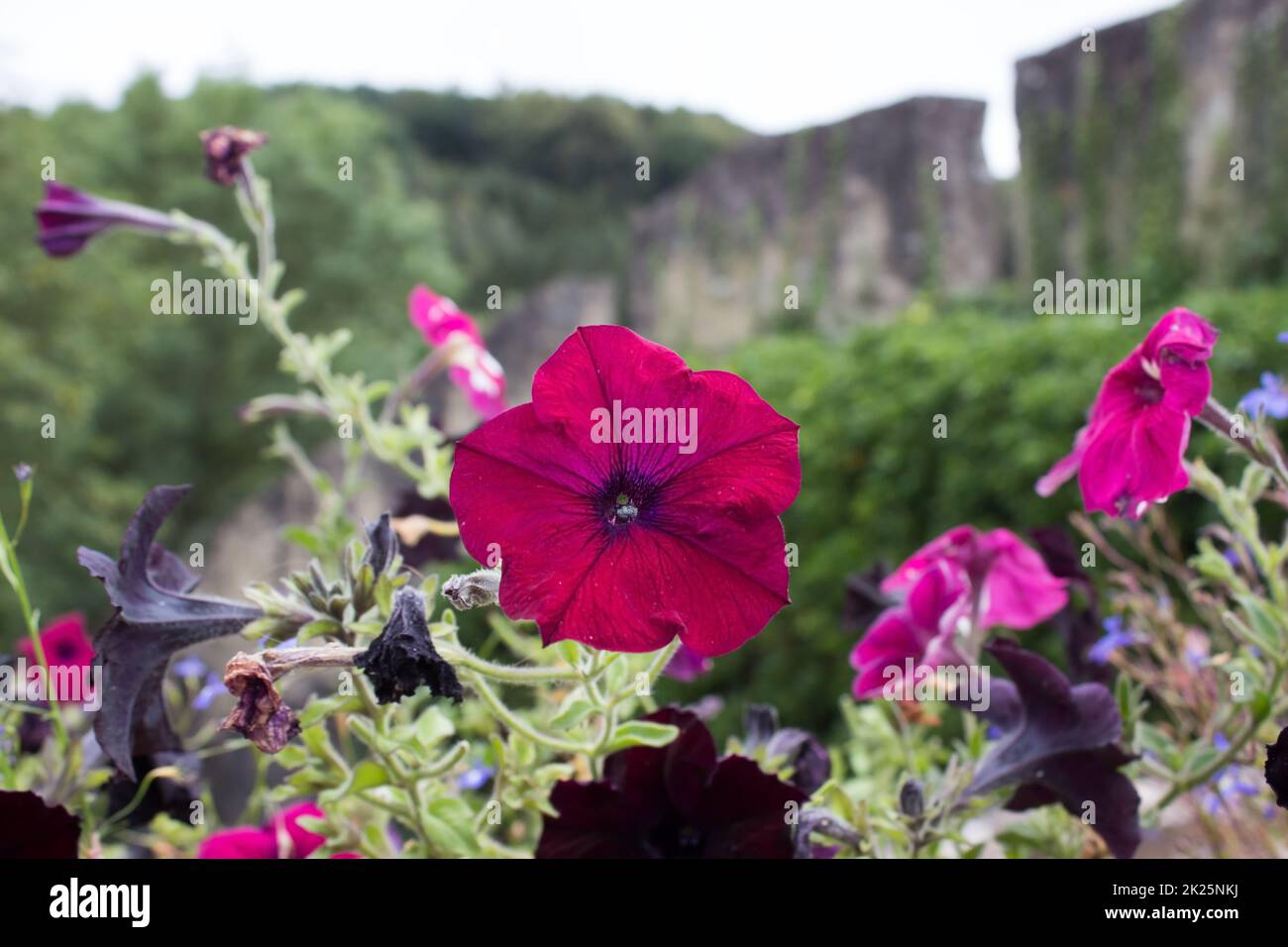 Petal petunias hi-res stock photography and images - Alamy