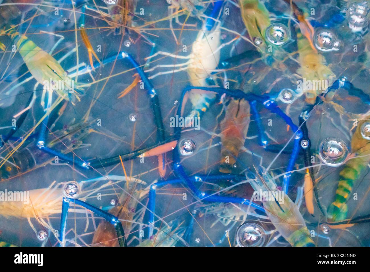 Seafood live crabs shellfish crustaceans Thai market China Town Bangkok ...