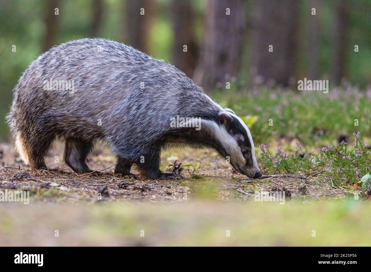 European badger is walking in the forest Stock Photo - Alamy