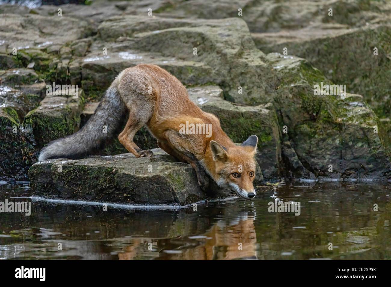 Wildernewildlife hi-res stock photography and images - Alamy
