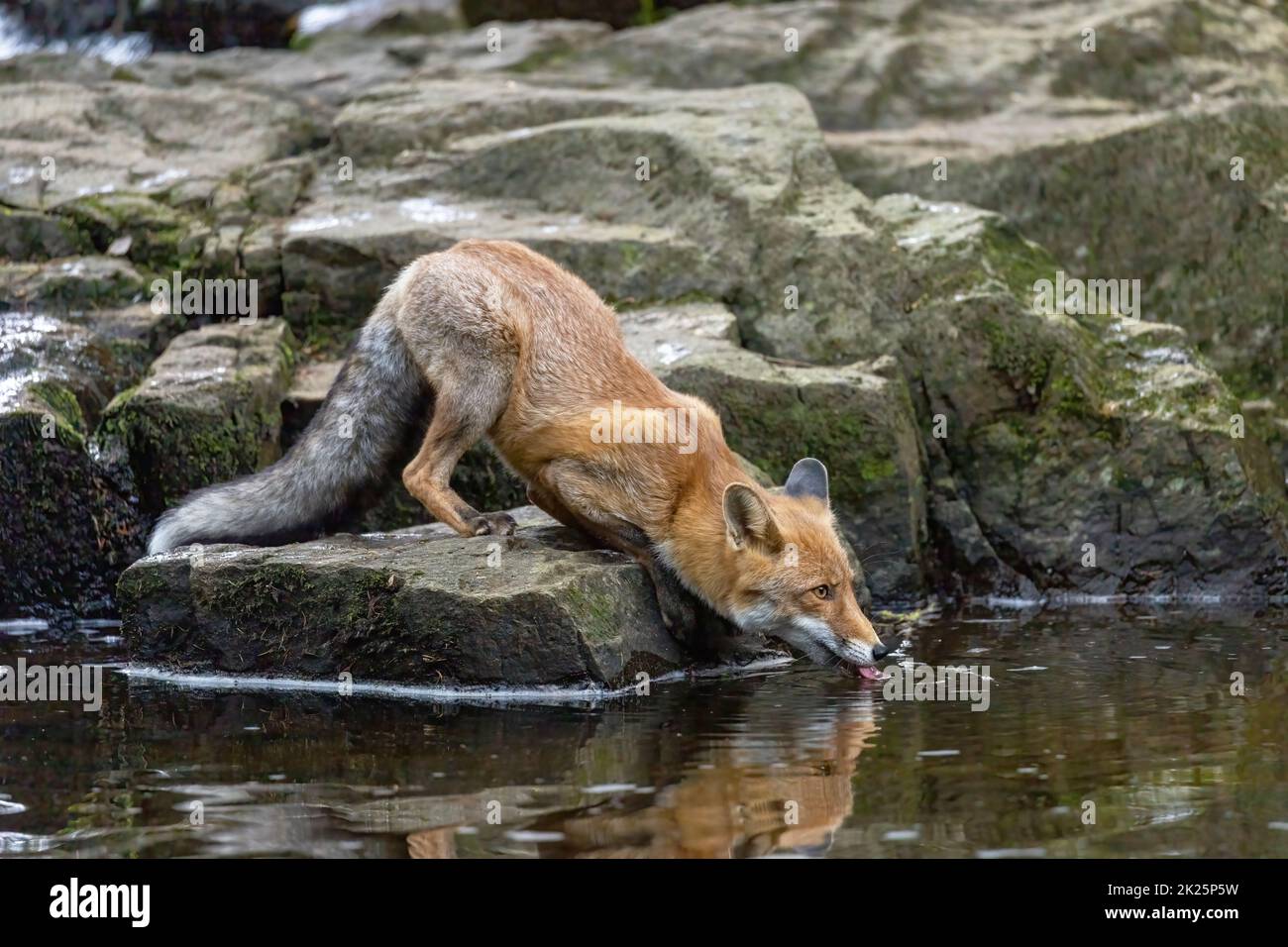 The fox is drinking from a stream standing on the rock Stock Photo - Alamy