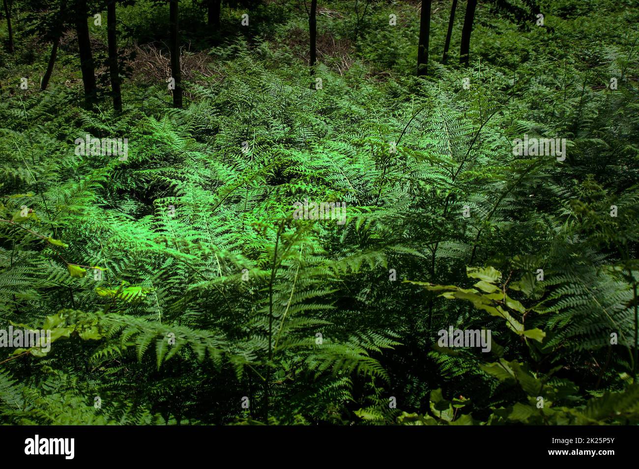 Closeup shot of green wild fern leaves in the forest Stock Photo - Alamy