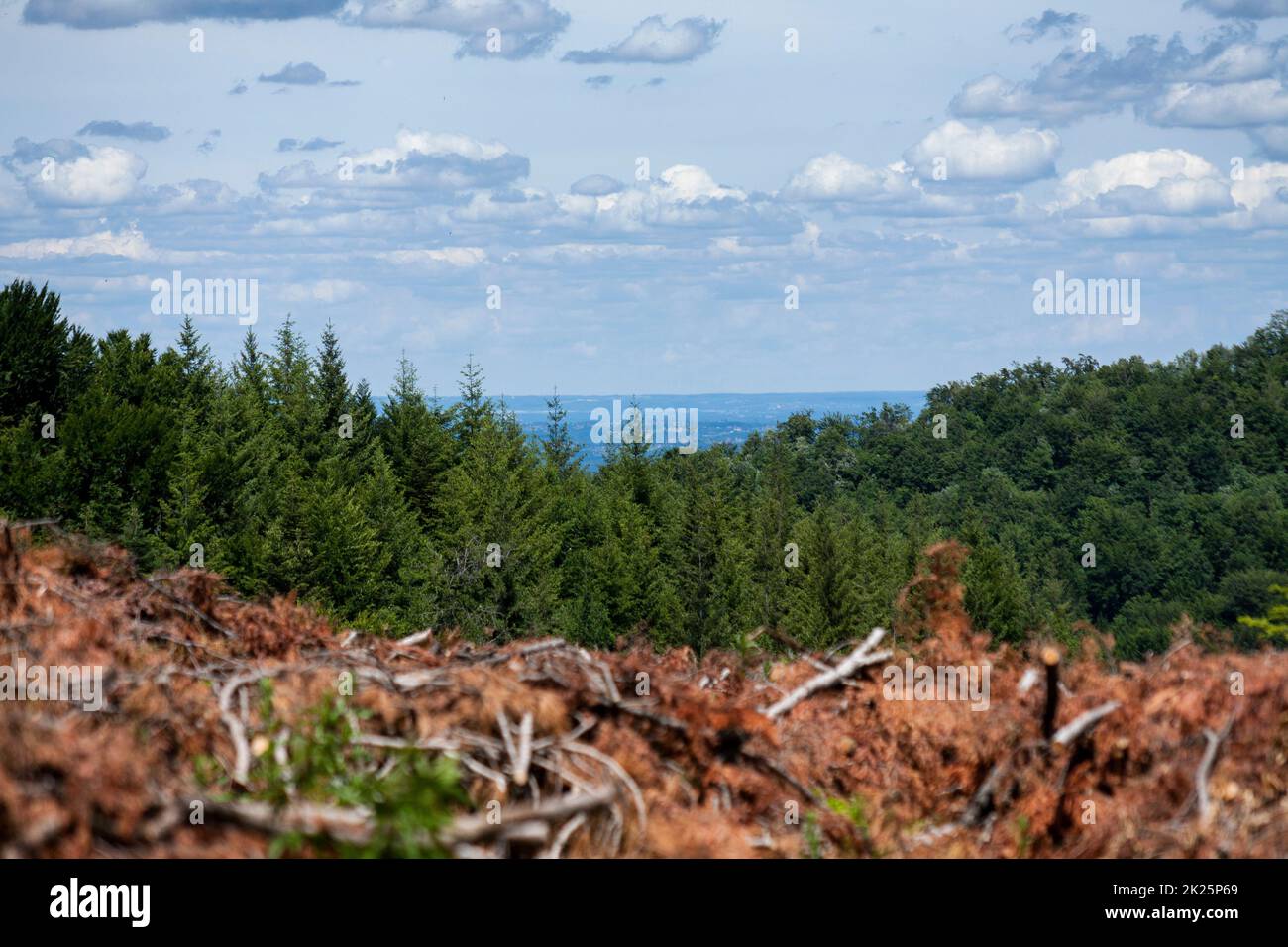 Trees cut down in Stock Photo - Alamy