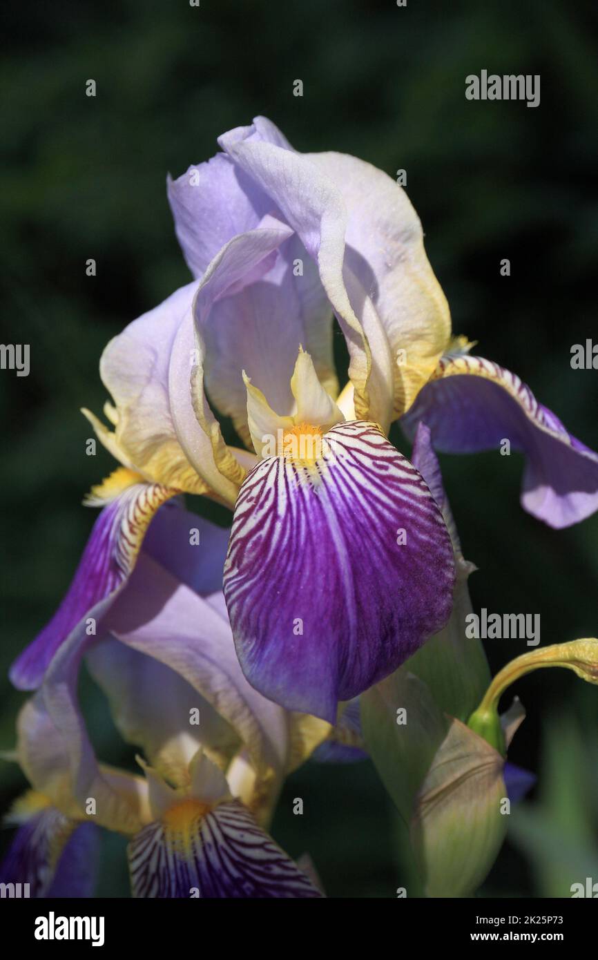 Sword lily close-up Stock Photo - Alamy