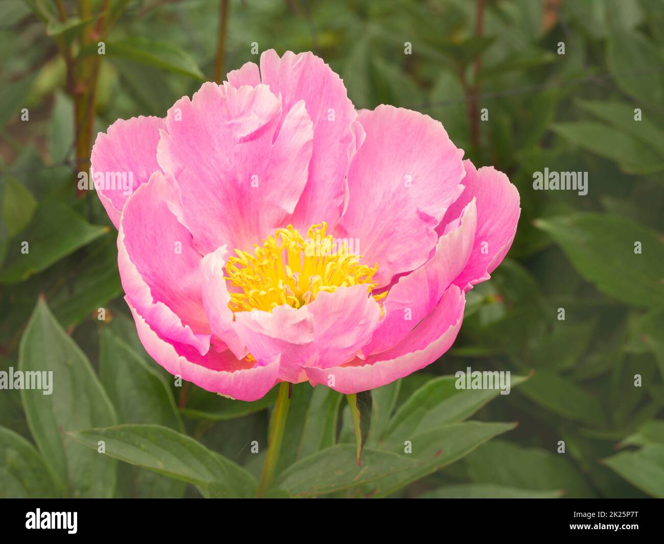 Pink floral variety hi-res stock photography and images - Alamy