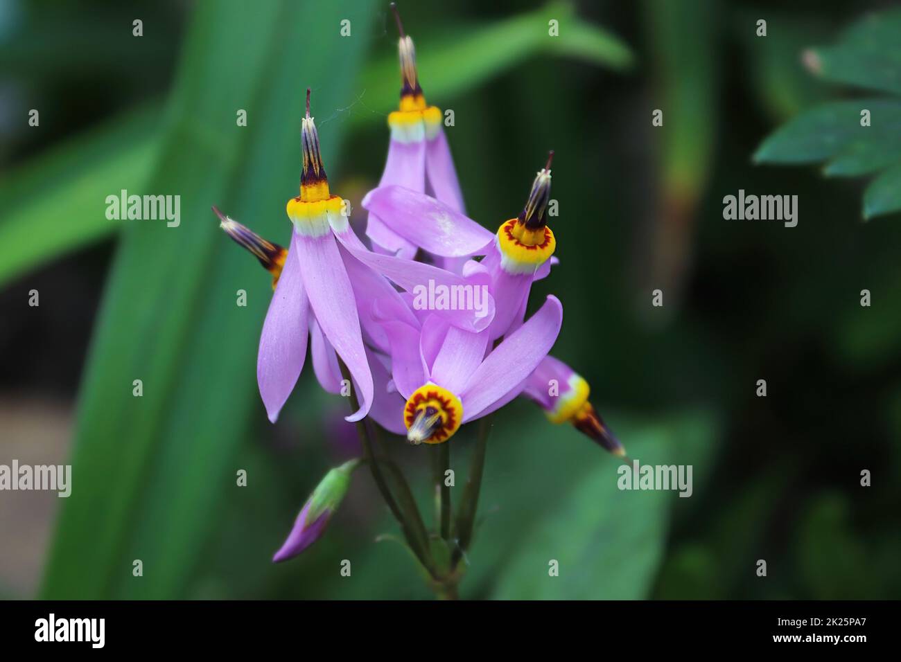 Macro view of the flowers on a Shooting Star Plant Stock Photo - Alamy