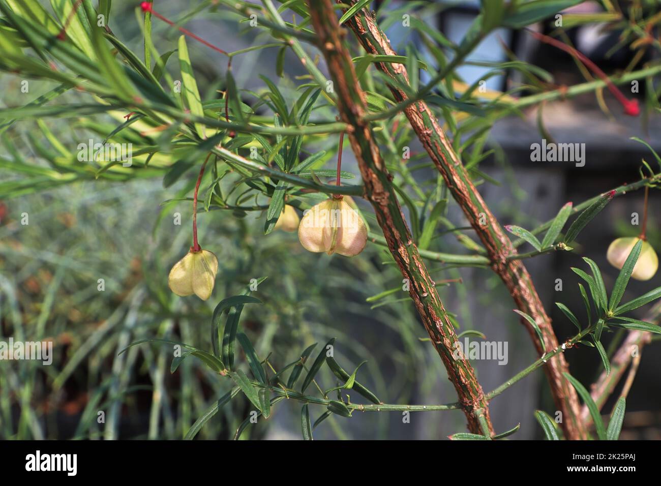 Tiny seed capsules on a Burning Bush Stock Photo - Alamy