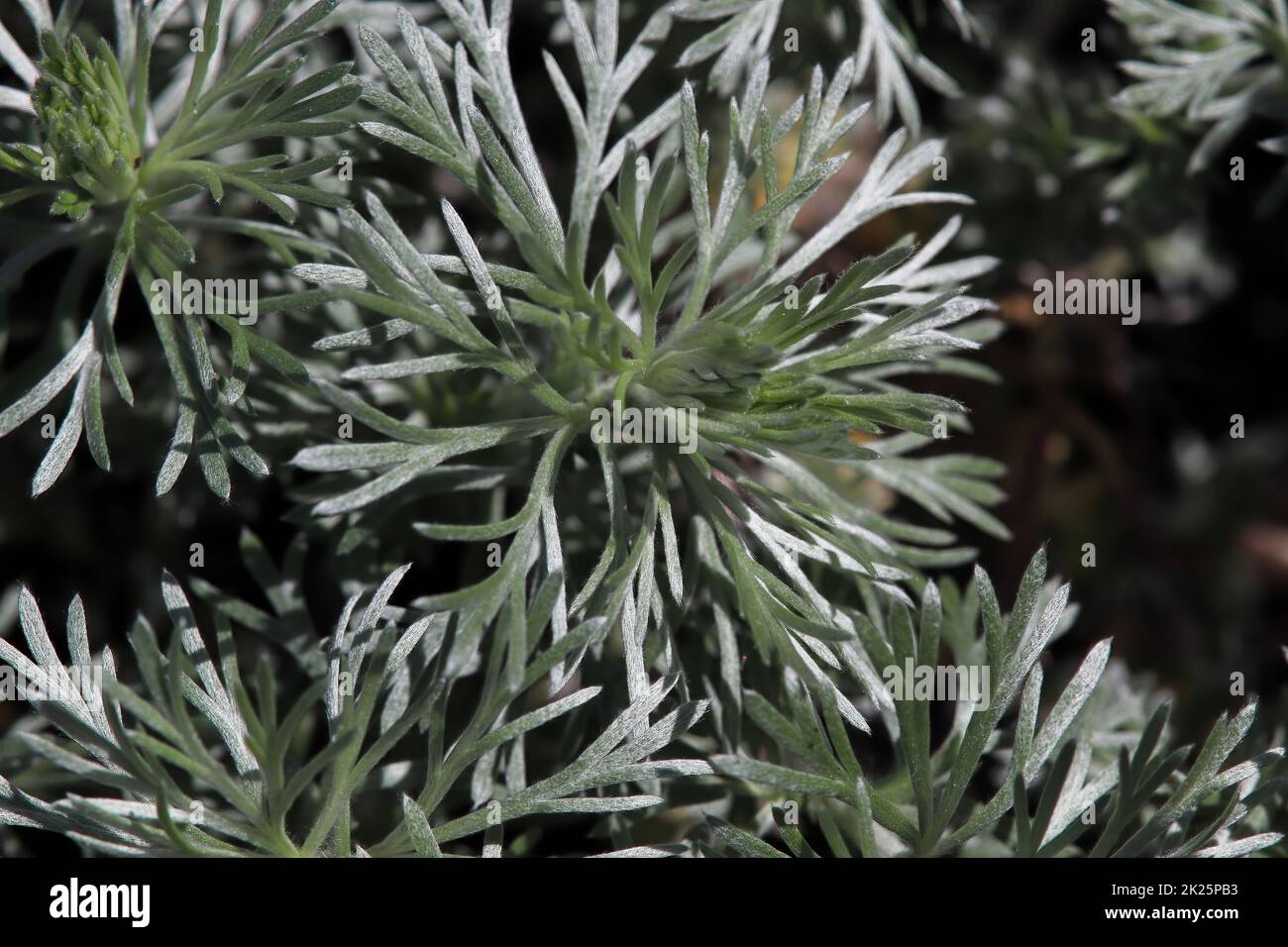 Closeup of the feathery leaves on a Silver Mound plant Stock Photo - Alamy