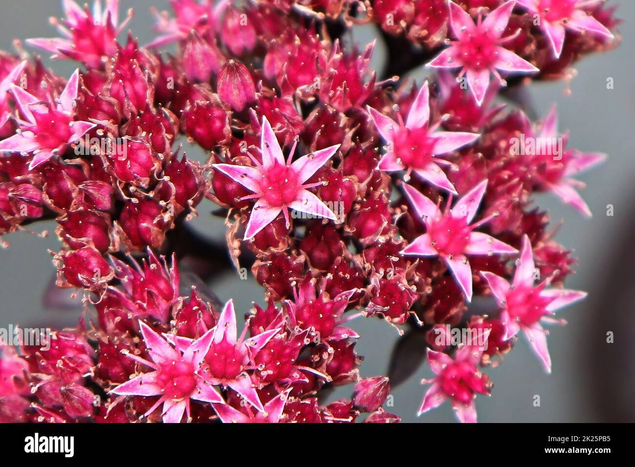 Plant top view hi-res stock photography and images - Alamy