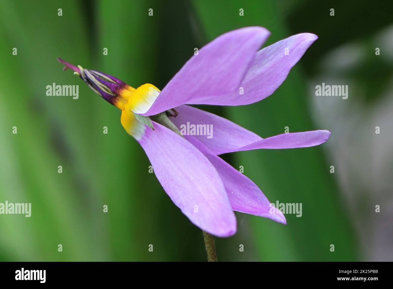 Macro view of the flowers on a Shooting Star Plant Stock Photo - Alamy