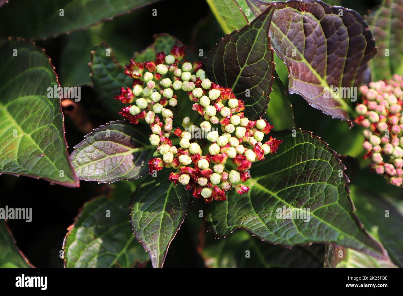 Pink and green flower buds on a Hydrangea plant Stock Photo - Alamy