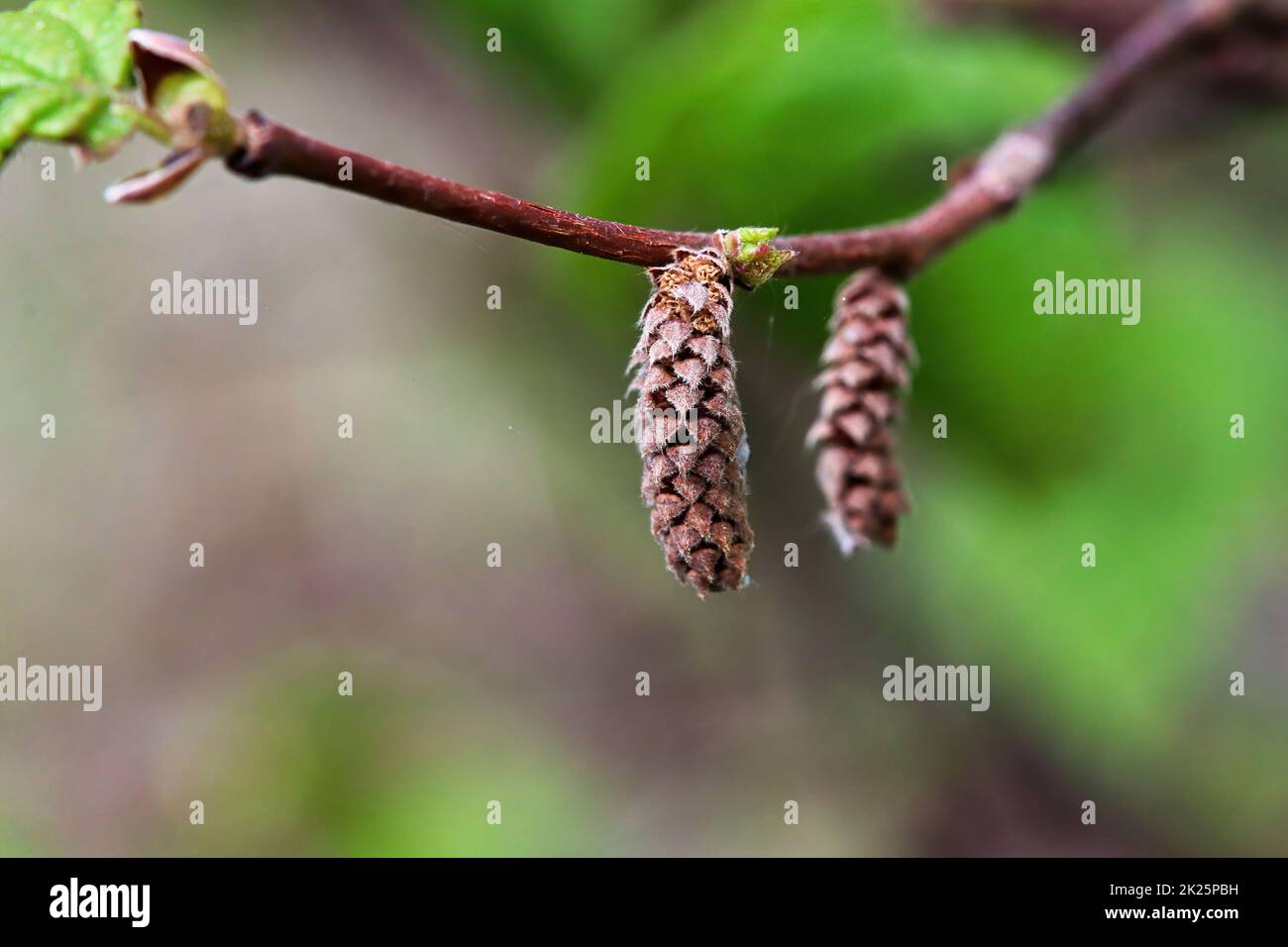 Corylus cornuta hi-res stock photography and images - Alamy