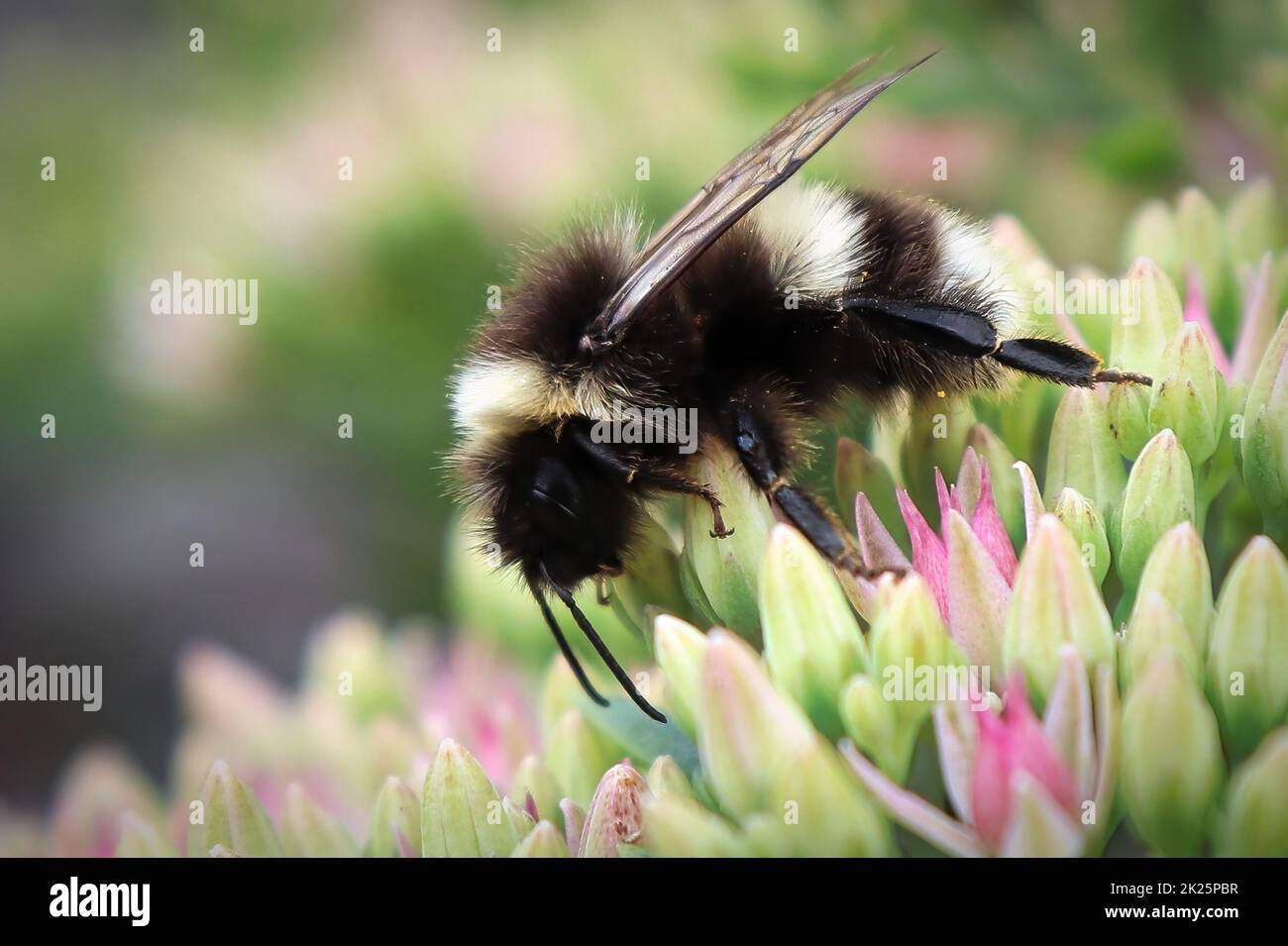 Bumblebee side view hi-res stock photography and images - Alamy