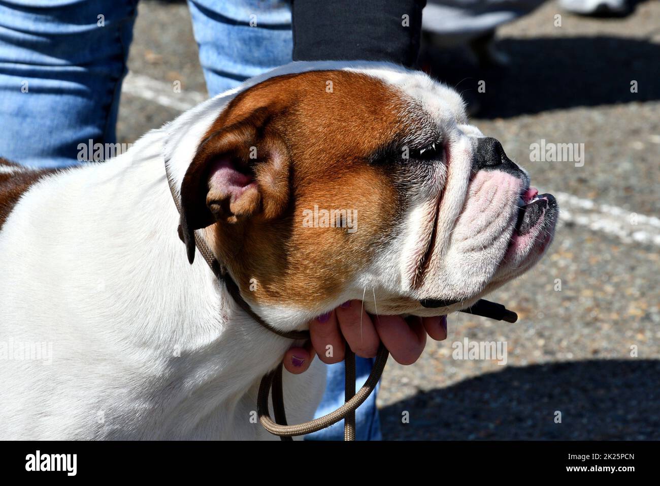 English bulldog (bull dog) on a walk Stock Photo - Alamy