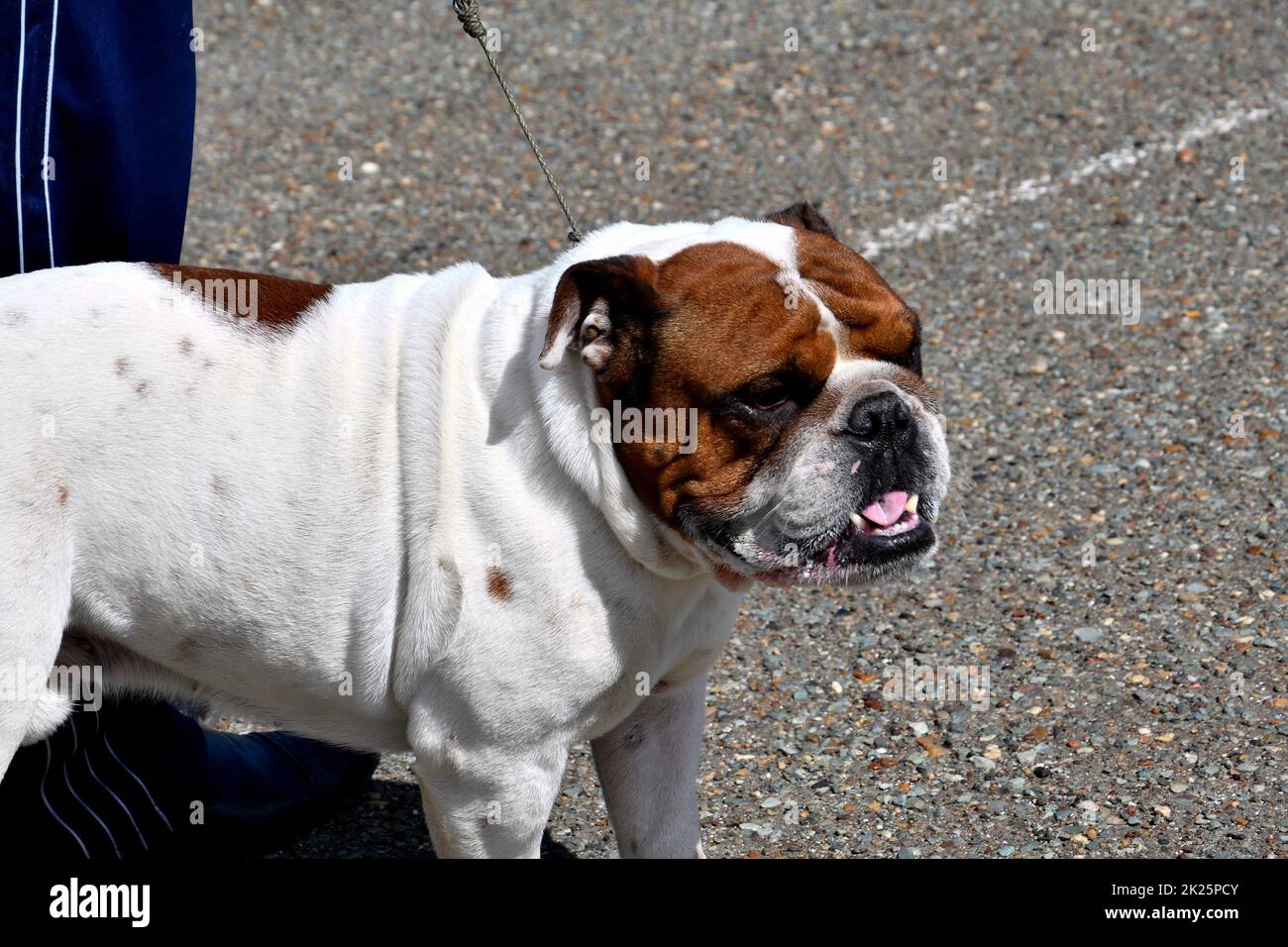 Doggie on walk dog hi-res stock photography and images - Alamy
