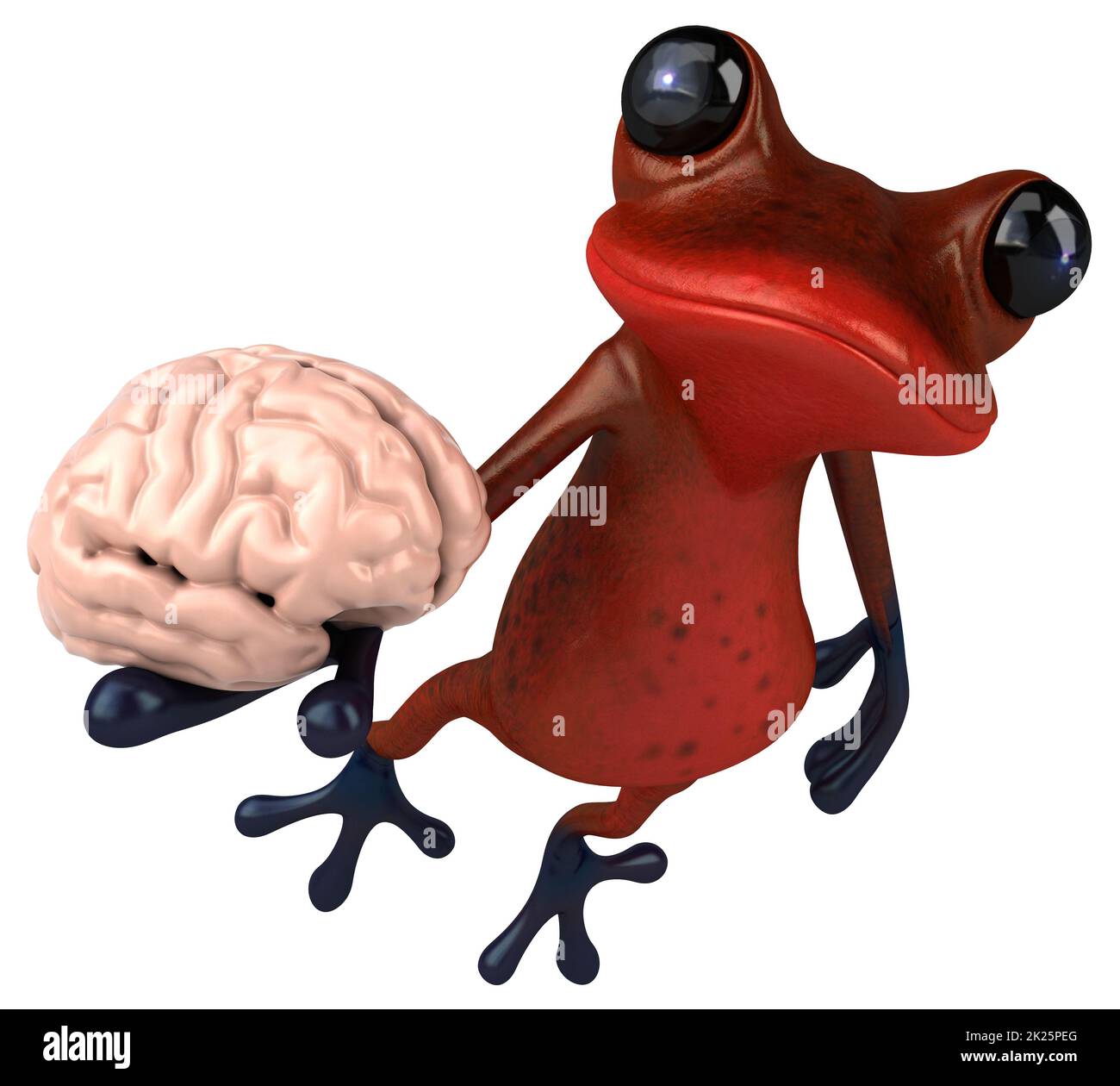Frog brain hi-res stock photography and images - Alamy