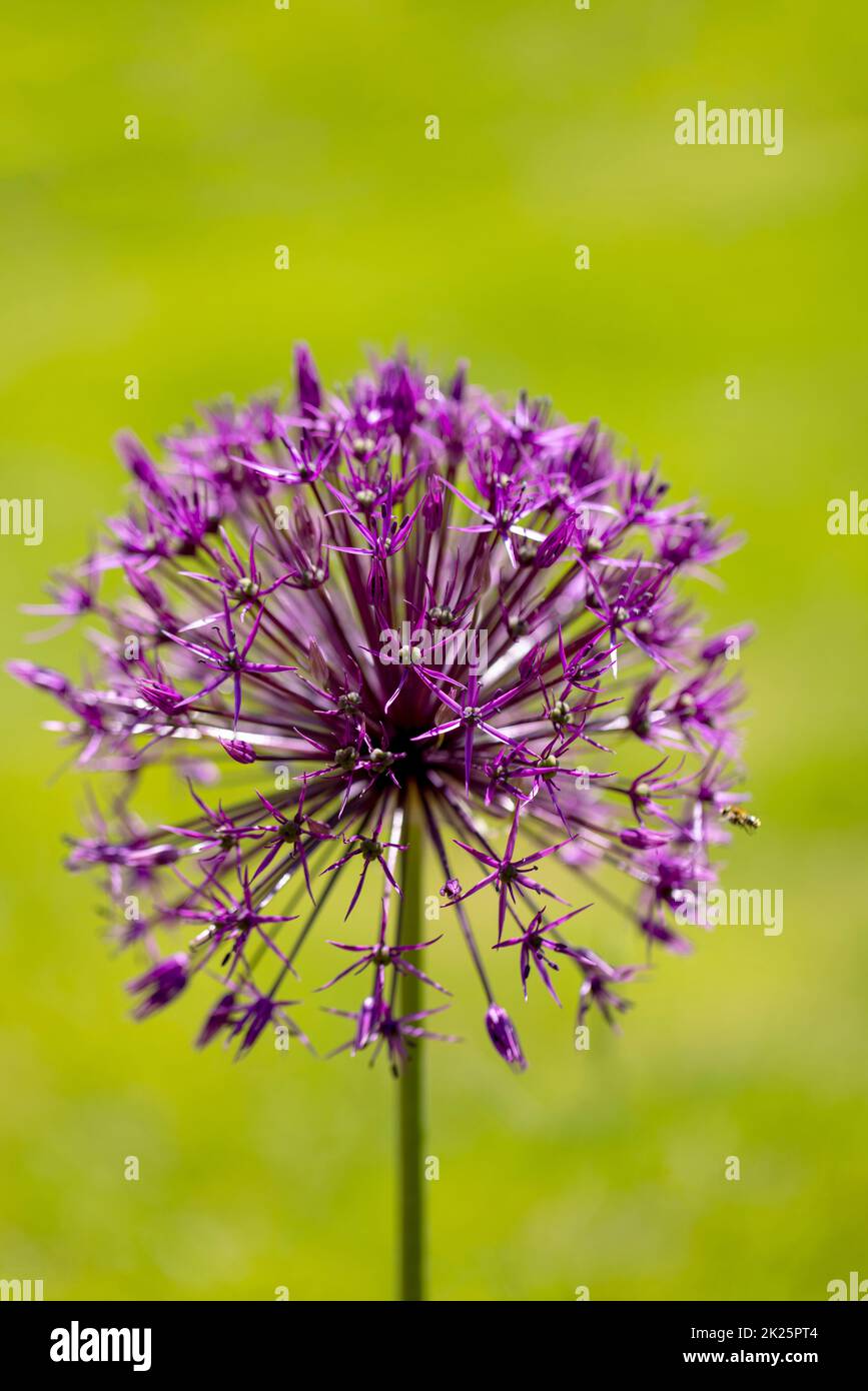 Single flower head of Allium giganteum bloomin in the garden, green ...
