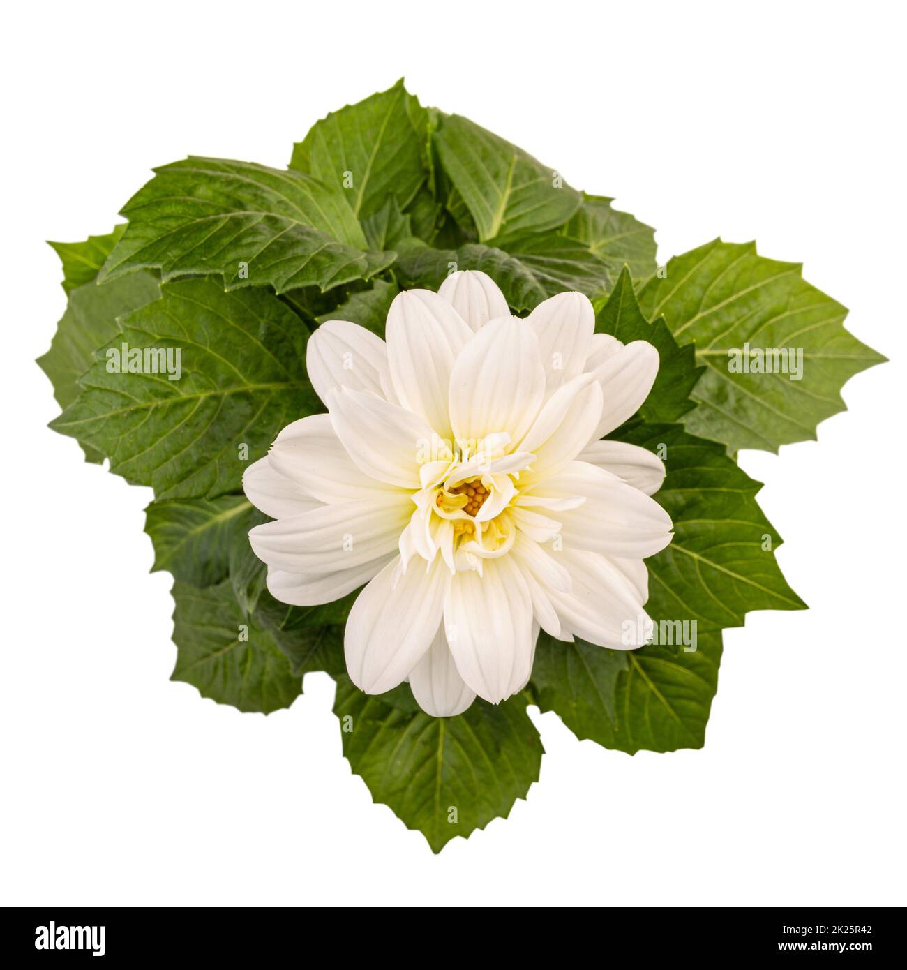 Cultivation view Cut Out Stock Images & Pictures - Alamy