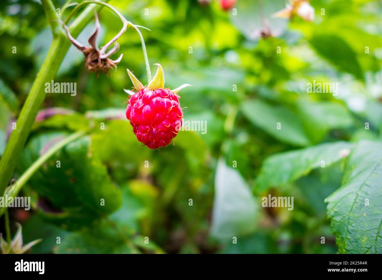 Raspberry plant close-up view, Haute Savoie, France Stock Photo - Alamy
