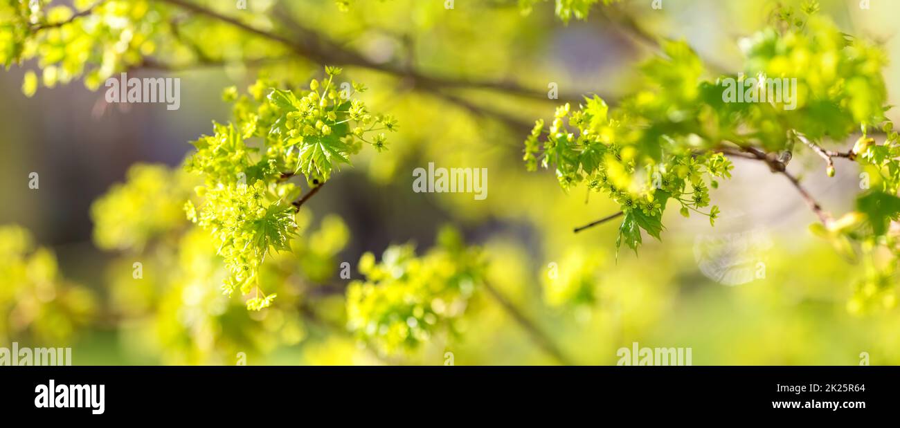 New maple buds in springtime with young leaves and flowers on green ...