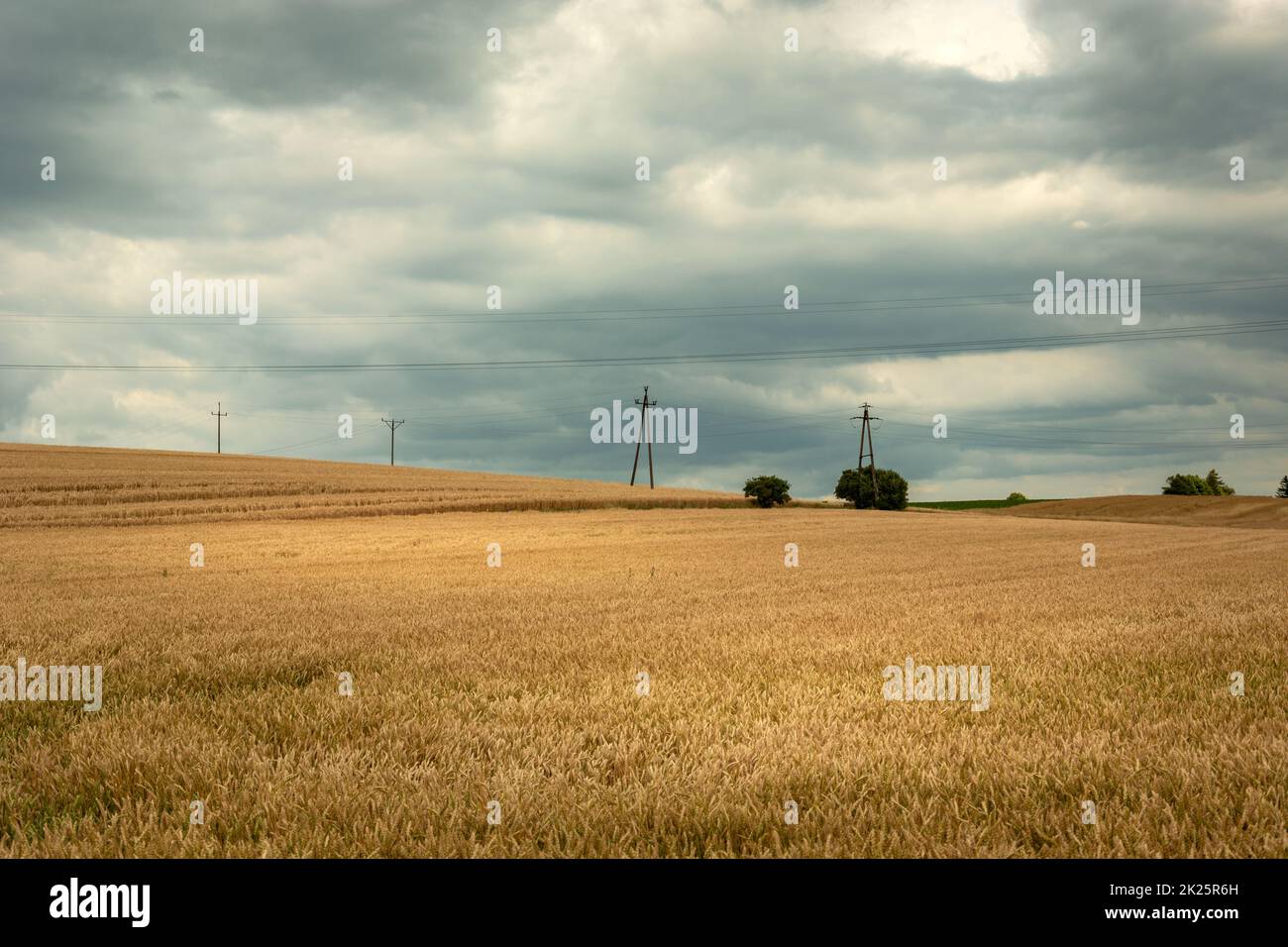 Golden grain field hi-res stock photography and images - Alamy