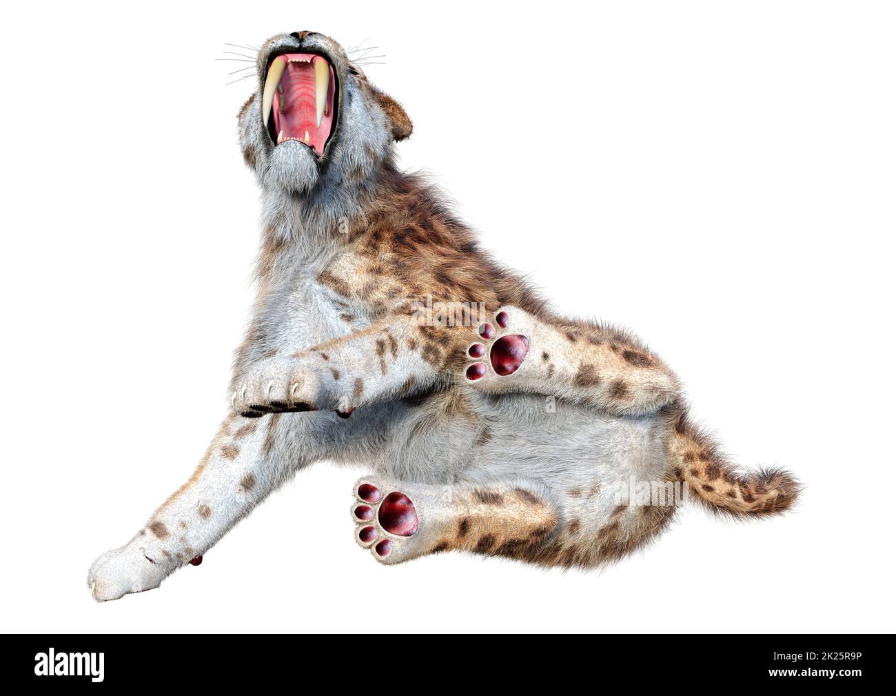 3D Rendering Sabertooth Tiger on White Stock Photo - Alamy