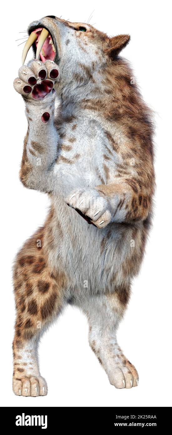 Sabertooth teeth Cut Out Stock Images & Pictures - Alamy