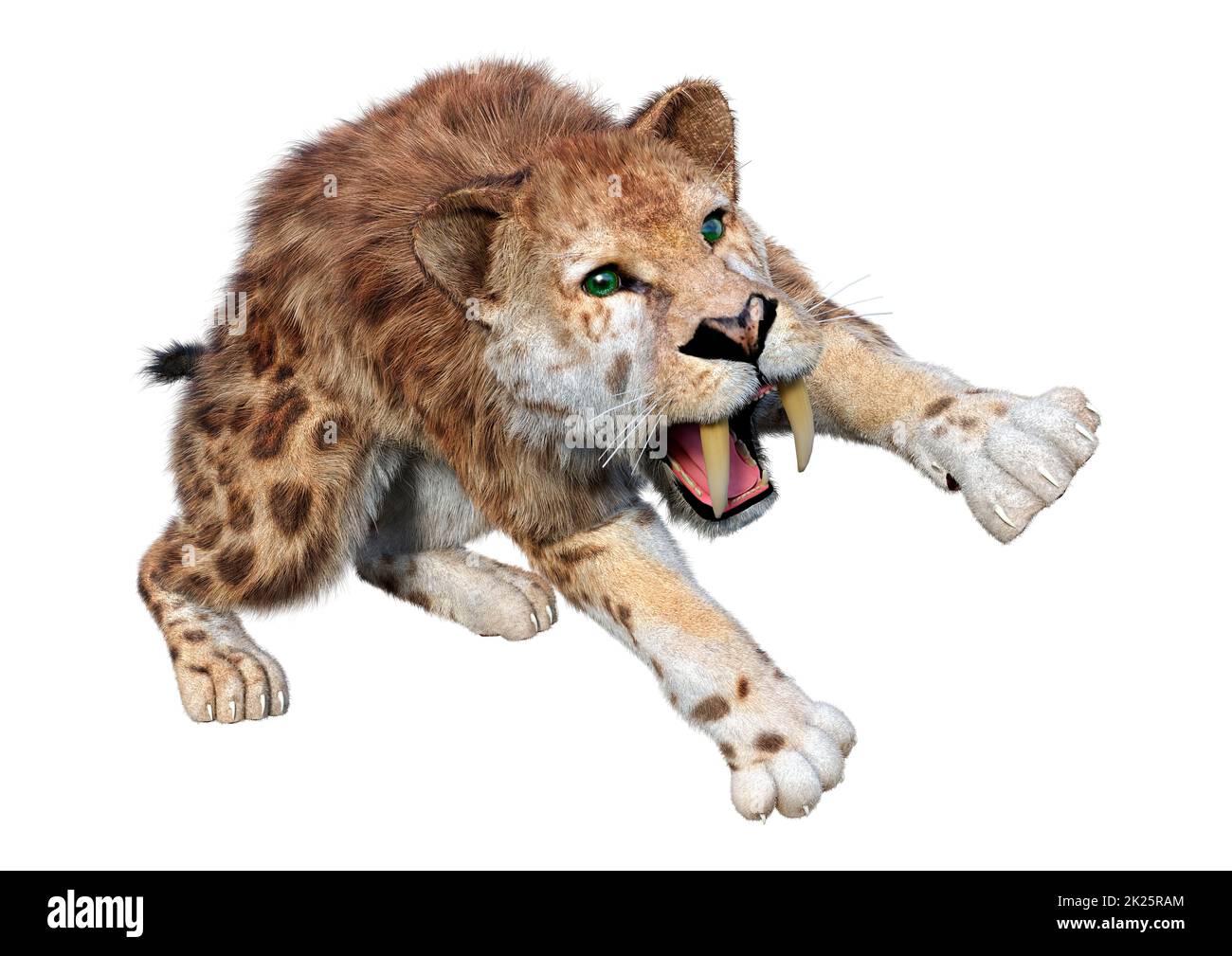 3D Rendering Sabertooth Tiger on White Stock Photo - Alamy