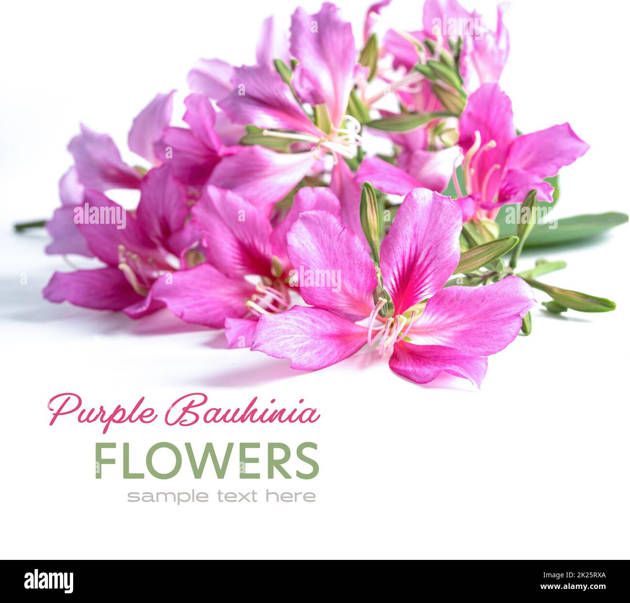 Purple Bauhinia flowers isolated on white background with copy space ...