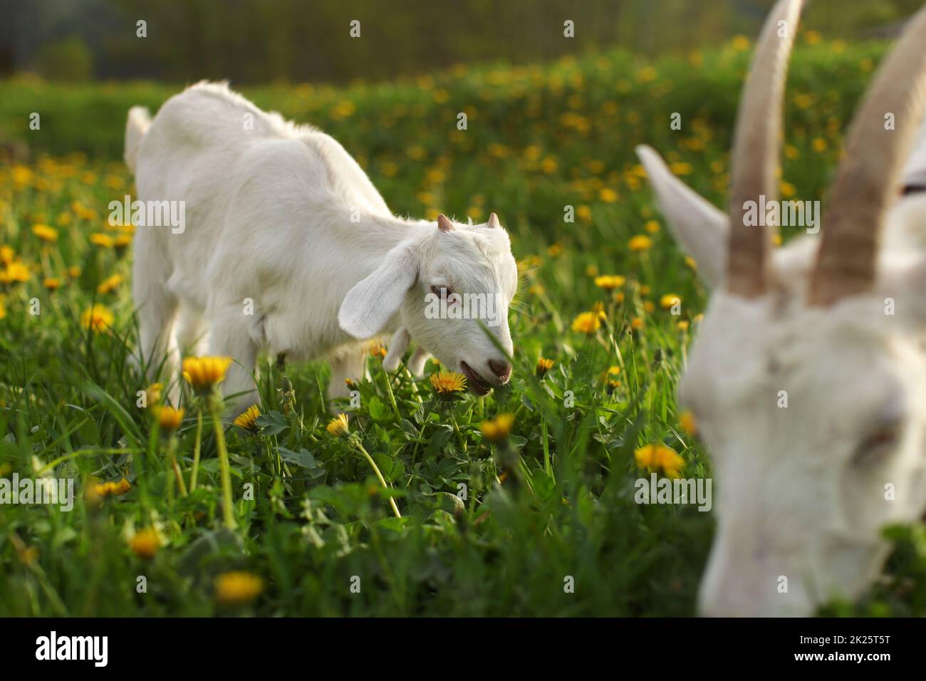 Little goat kid grazing on meadow full of dandelions, blurred mother ...