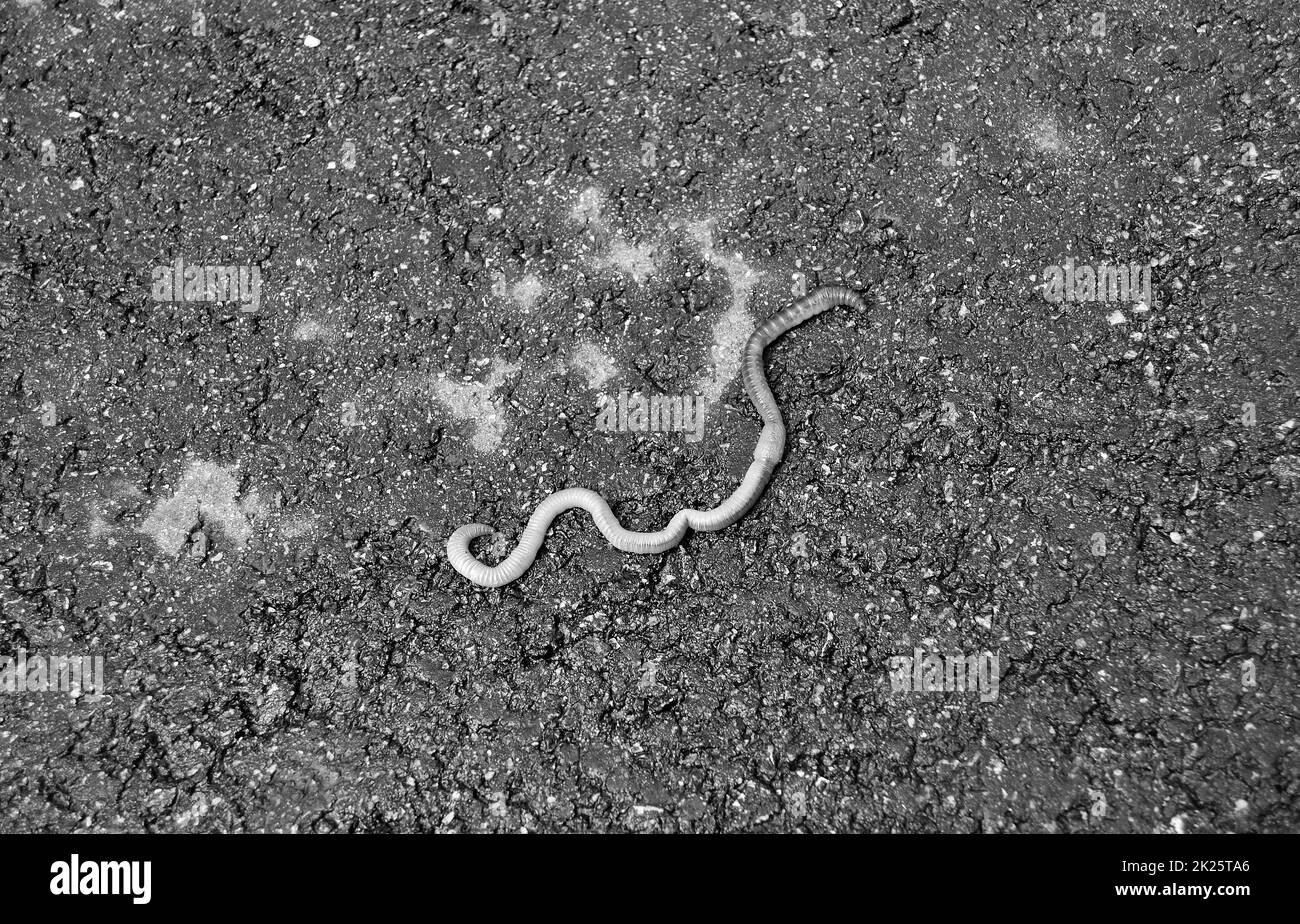 Nightcrawler bait hi-res stock photography and images - Alamy