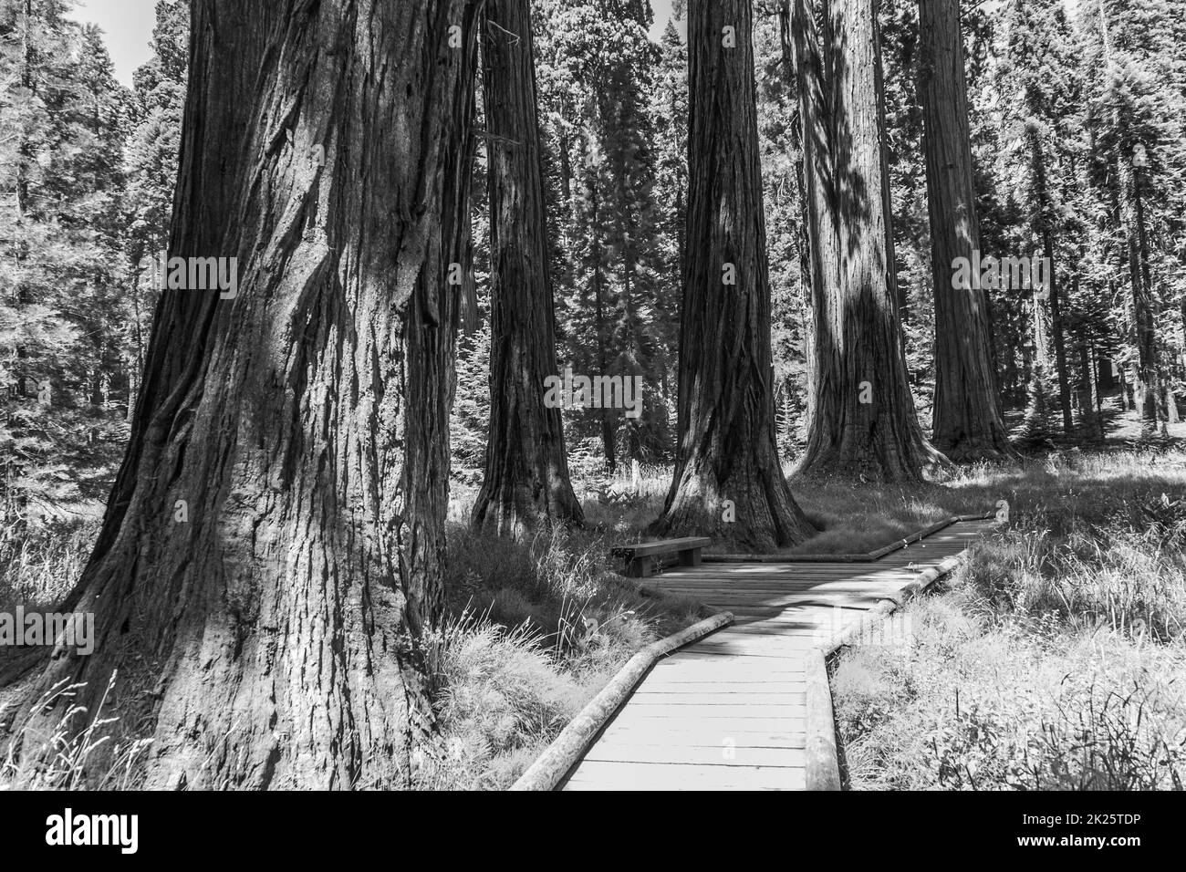 White redwoods Black and White Stock Photos & Images - Alamy
