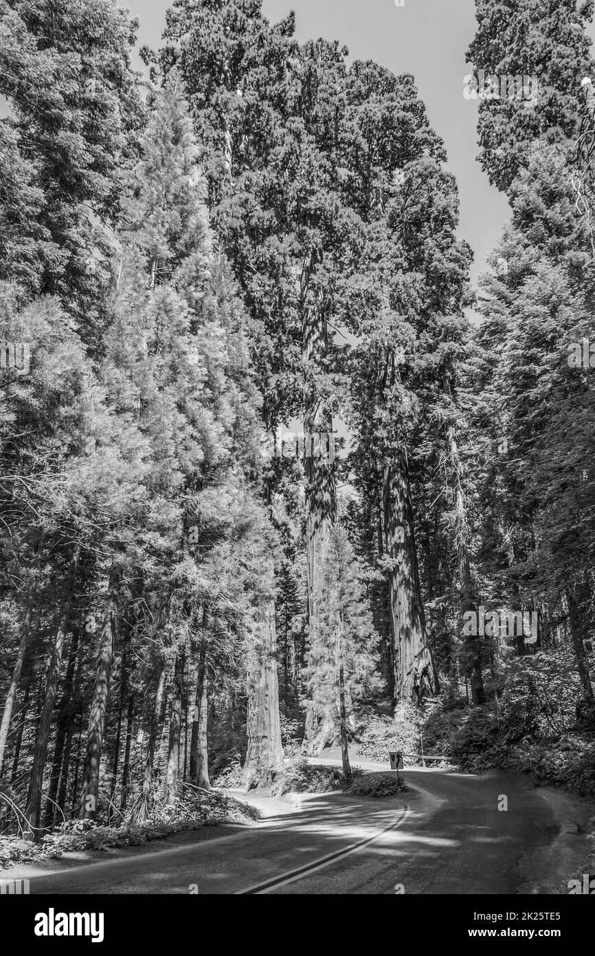 famous big sequoia trees Stock Photo - Alamy