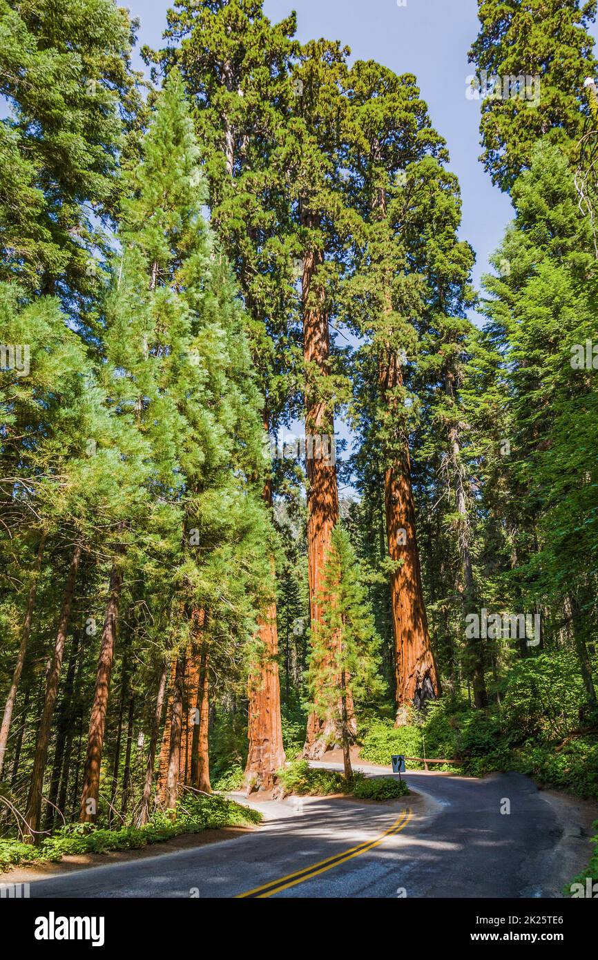 famous big sequoia trees Stock Photo - Alamy