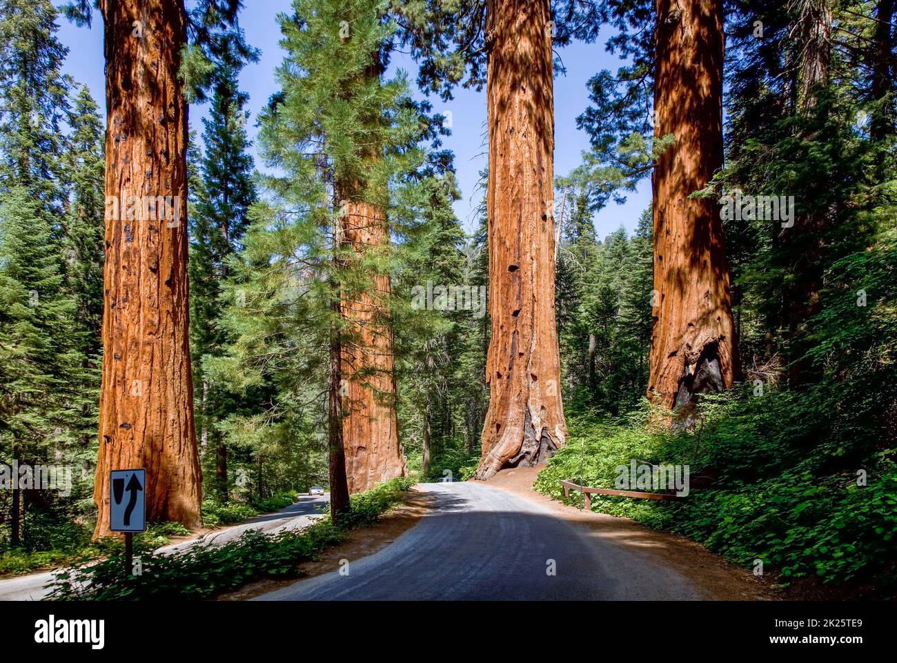 famous big sequoia trees Stock Photo - Alamy