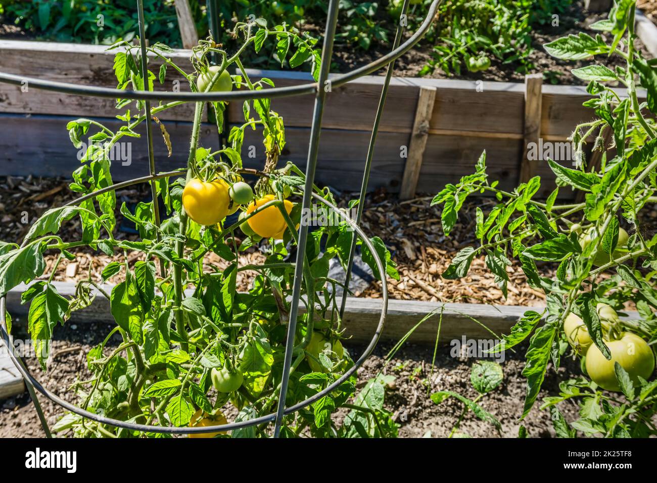 Tomatoes on the vine at a pea patch garden in Seattle, Washington Stock ...