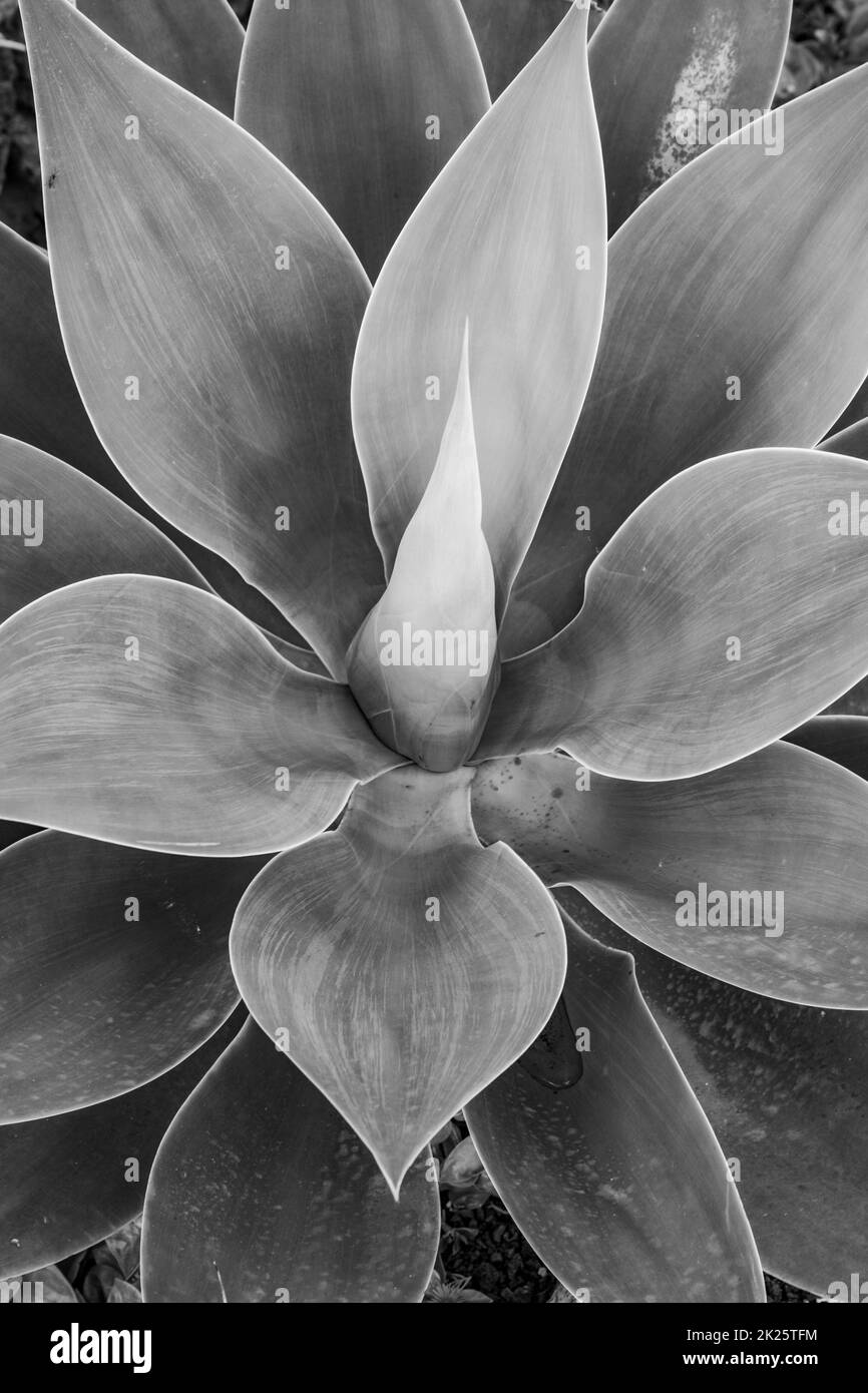 Aloe Vera plant Stock Photo - Alamy Aloe Vera plant Stock Photo - Alamy