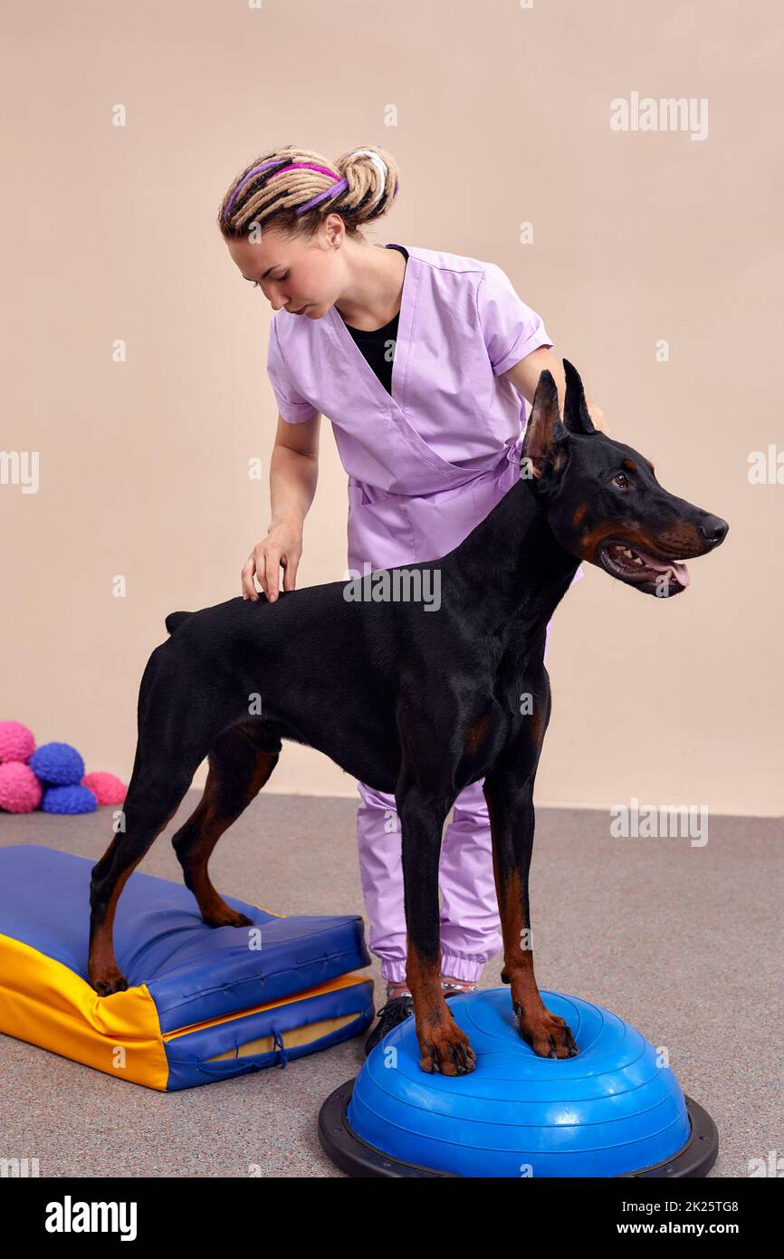 Dog is engaged fitness on massage and physiotherapy carpet. Training ...