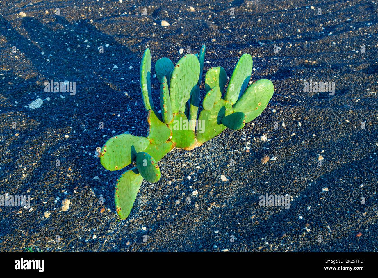 Lapilli hi-res stock photography and images - Alamy