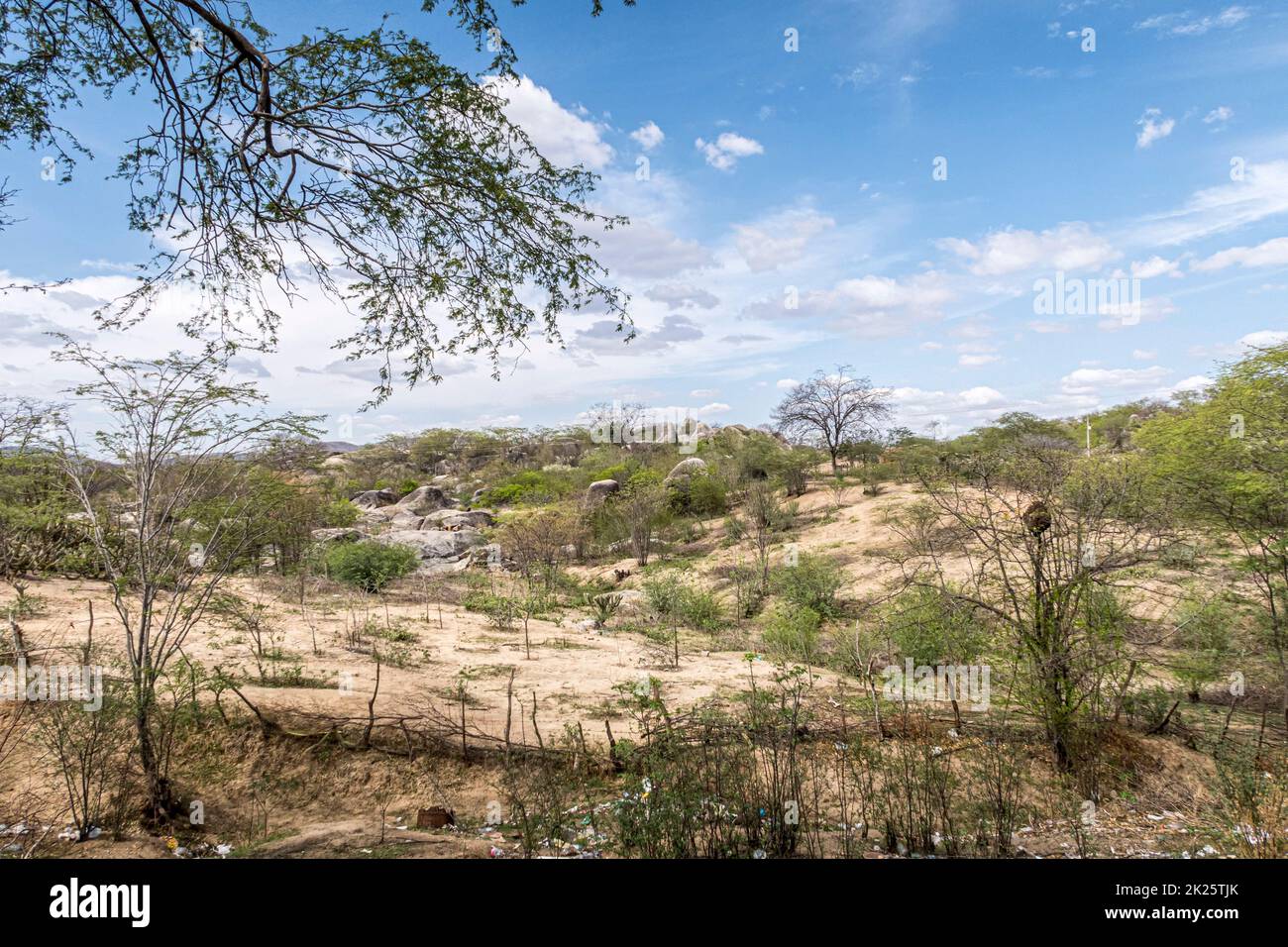 Caatinga brazil landscape hi-res stock photography and images - Alamy