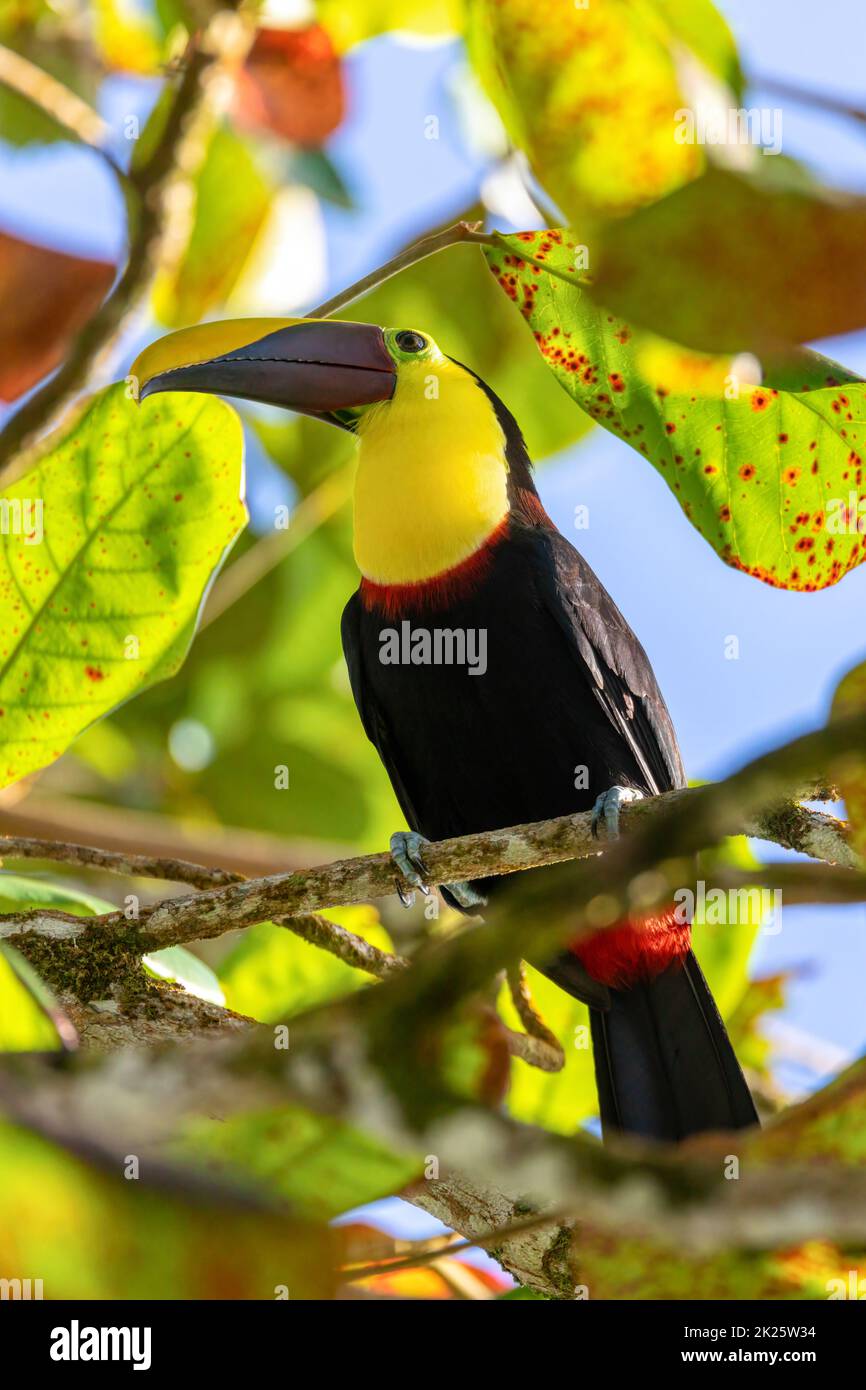 yellow-throated toucan, Ramphastos ambiguus Stock Photo - Alamy