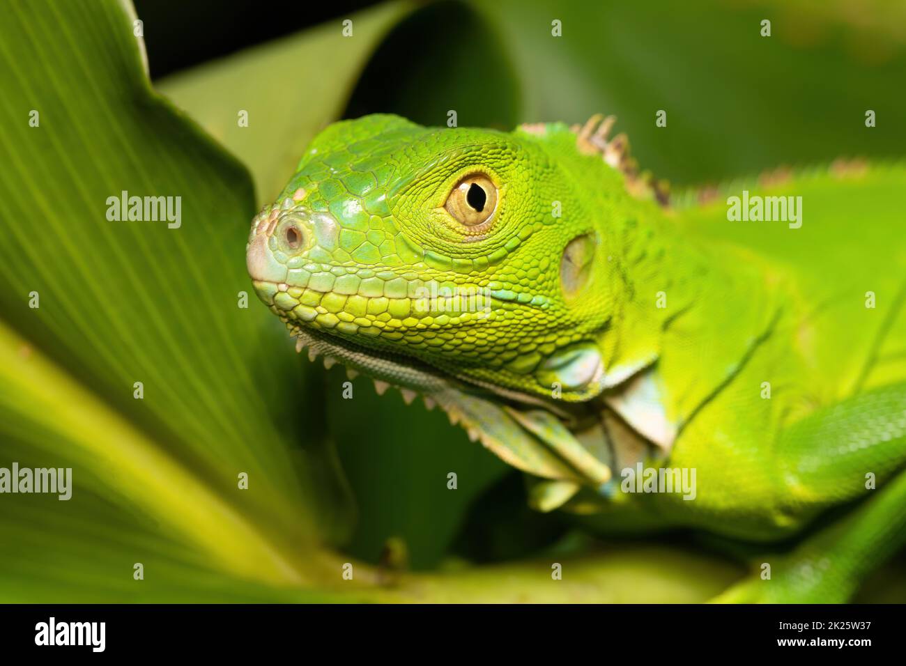 Green iguana female (Iguana iguana), Tortuguero Costa Rica wildlife ...