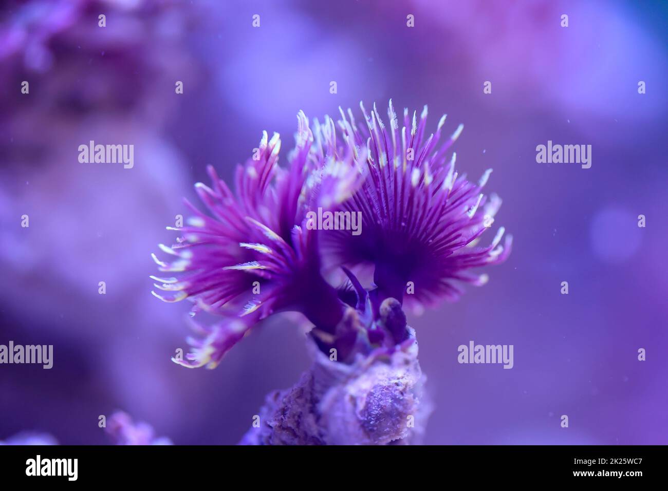 A lime tube worm, tube worm in the aquarium Stock Photo - Alamy
