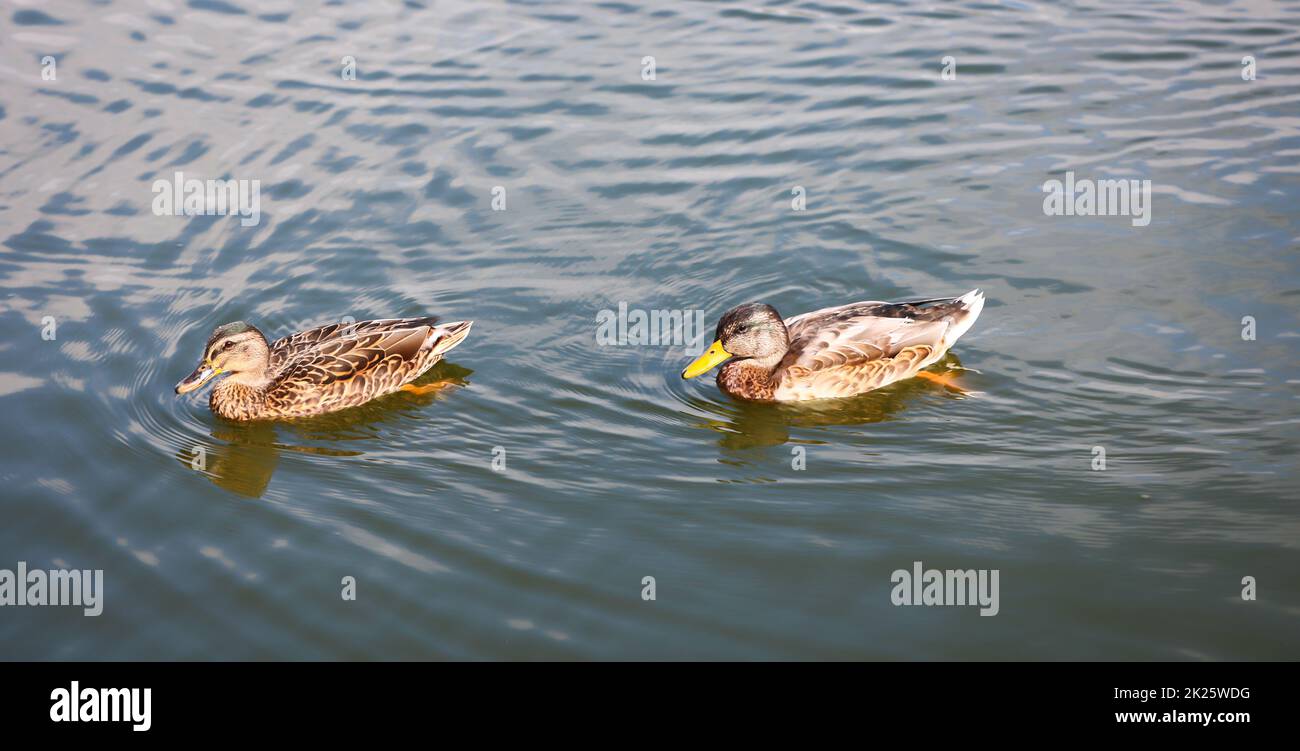 Mallards in a pond. The mallard is a bird species and belongs to the ...