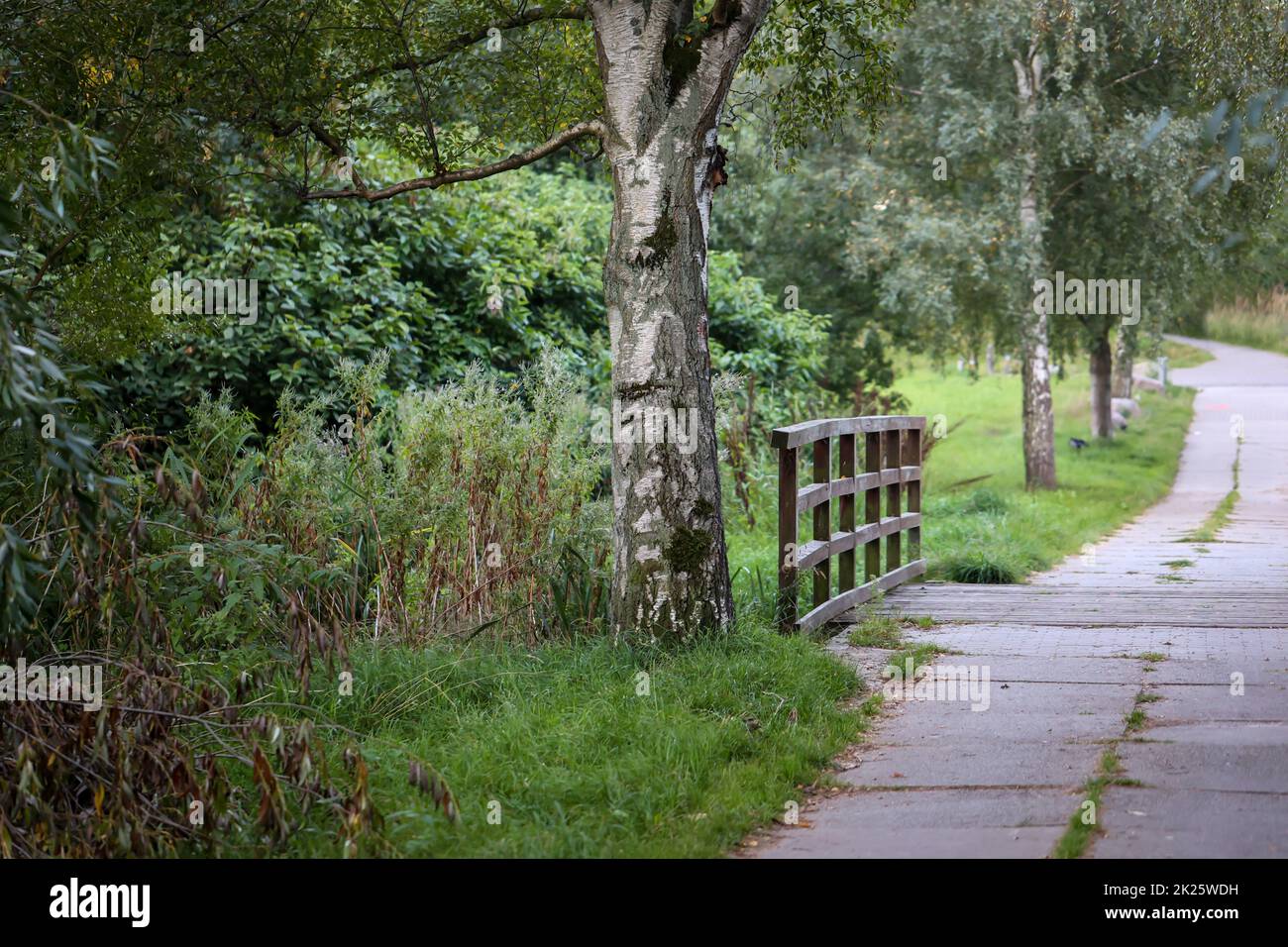 A bridge over a stream lined with a birch tree Stock Photo - Alamy