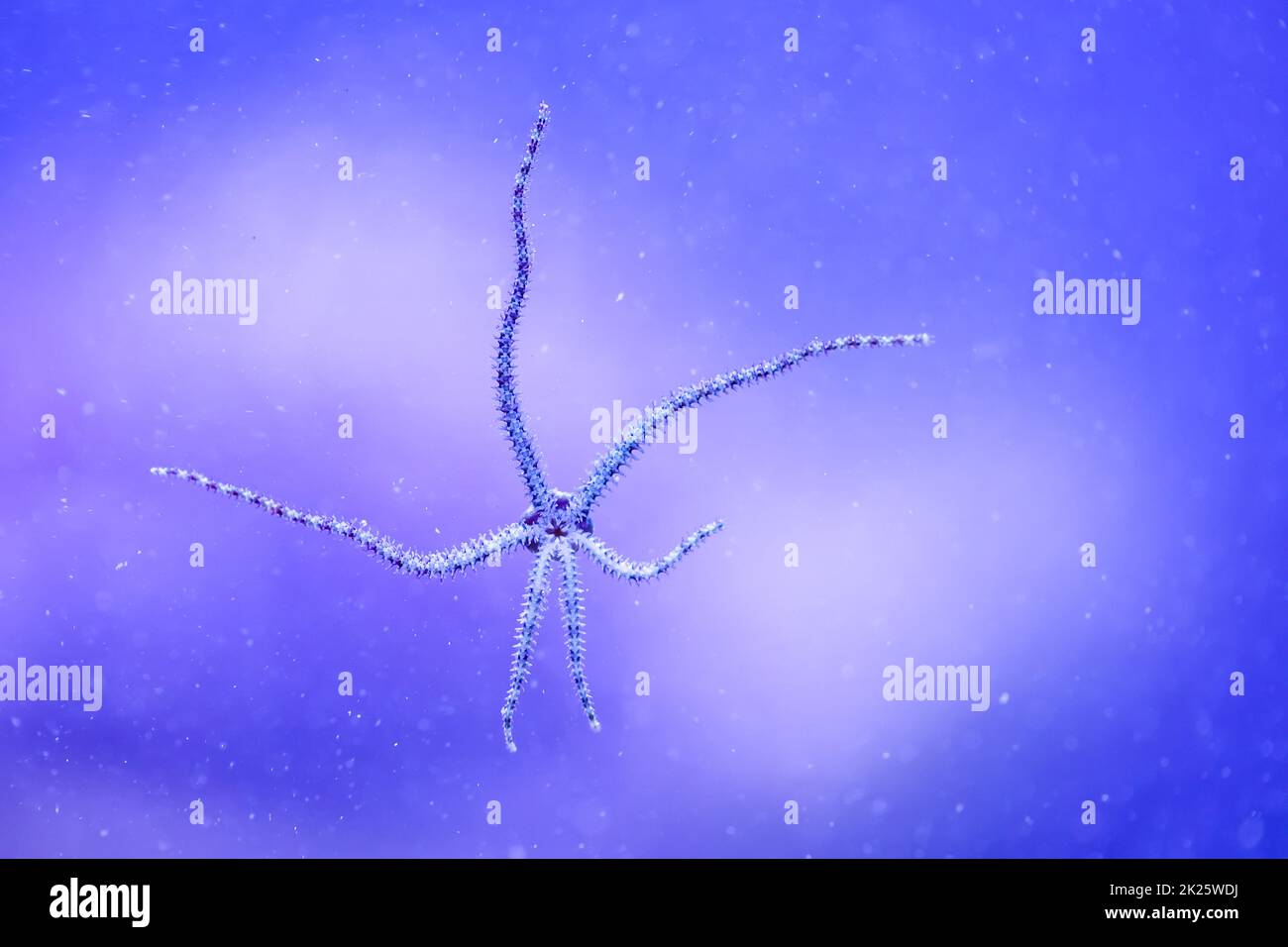 A snake starfish with its six tentacles on the pane of a marine ...