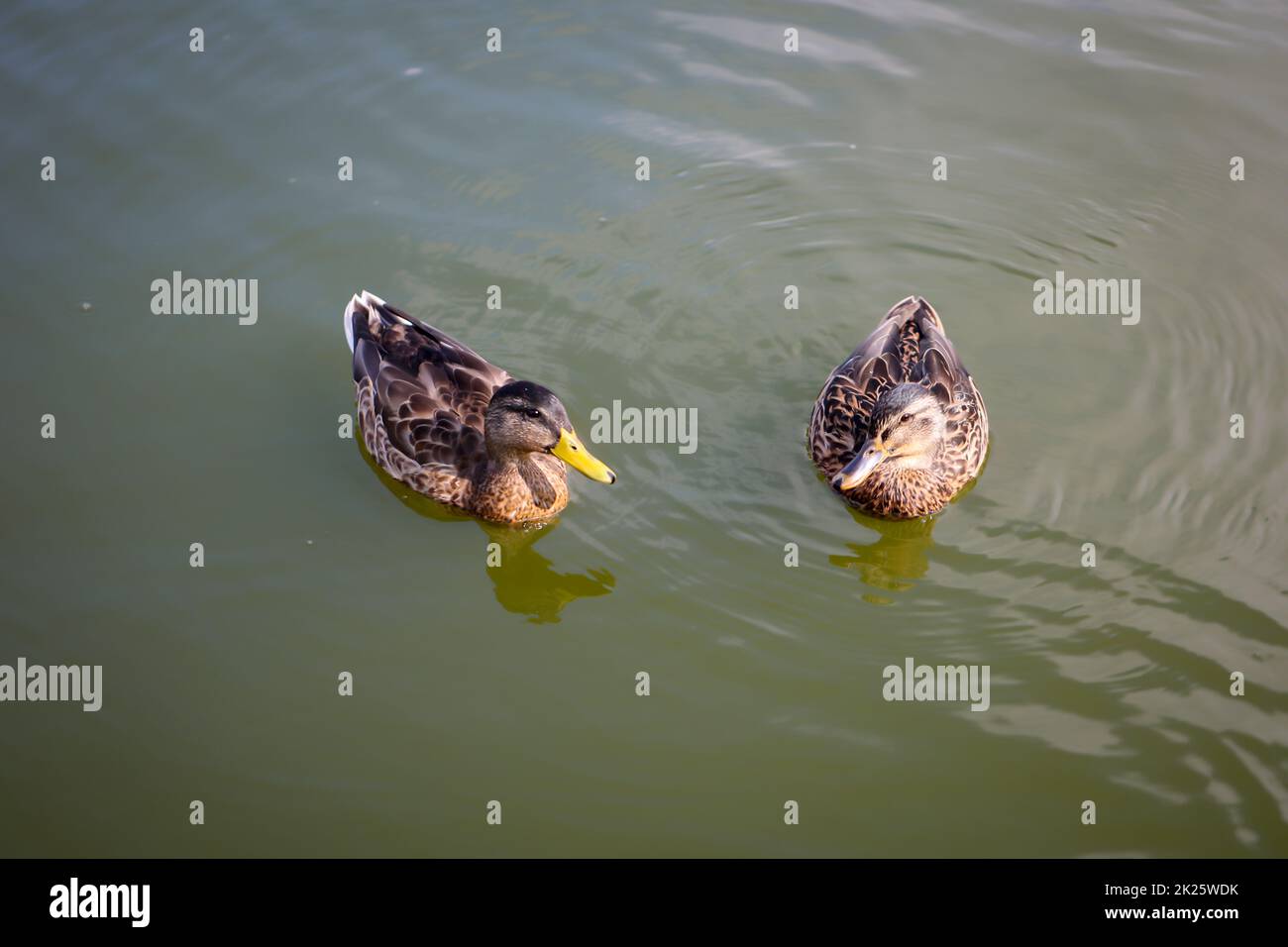 Mallards in a pond. The mallard is a bird species and belongs to the ...